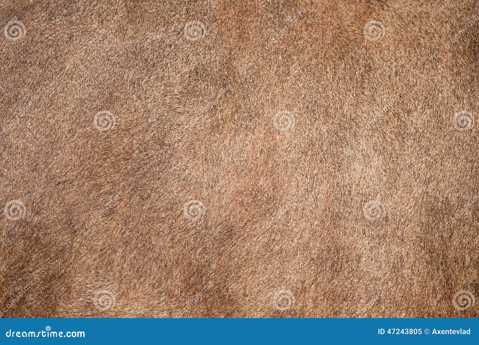 Fourrure, Fond Ou Texture De Vache Image stock - Image du matériau ...