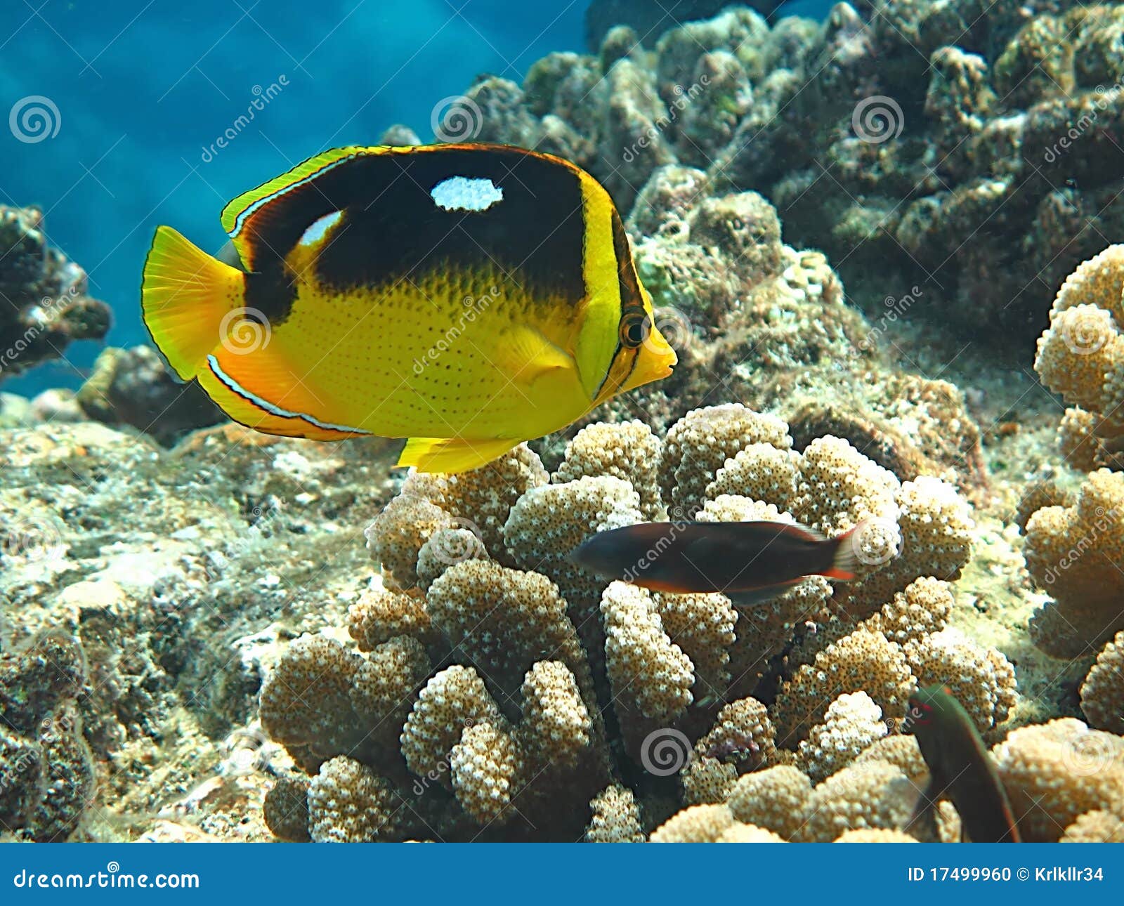Fourspot Butterflyfish
