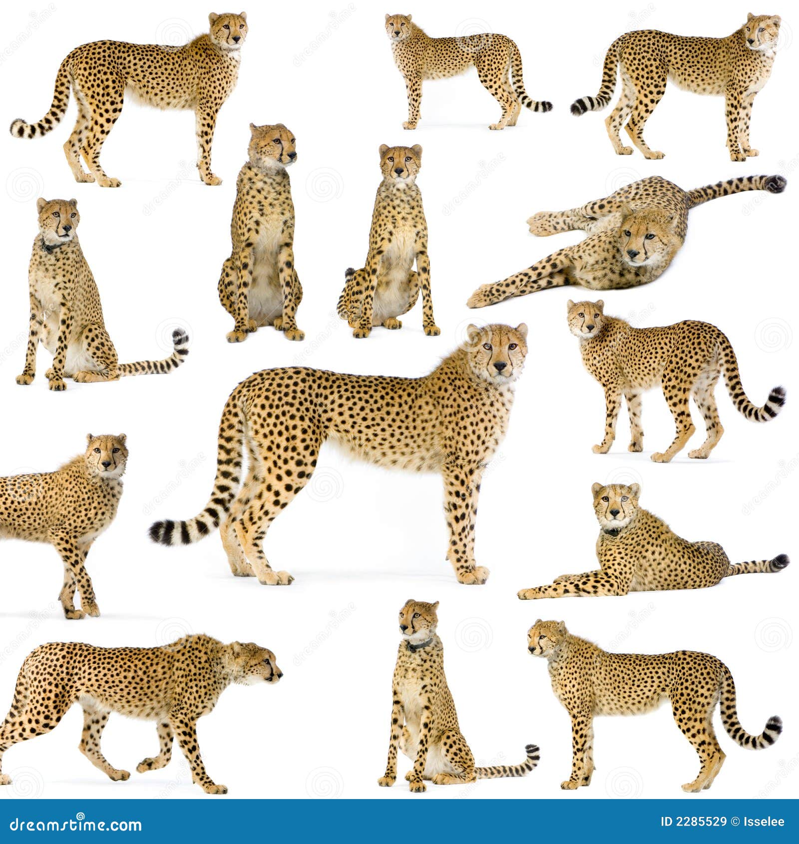 Cheetahs Stock Photography | CartoonDealer.com #52692200