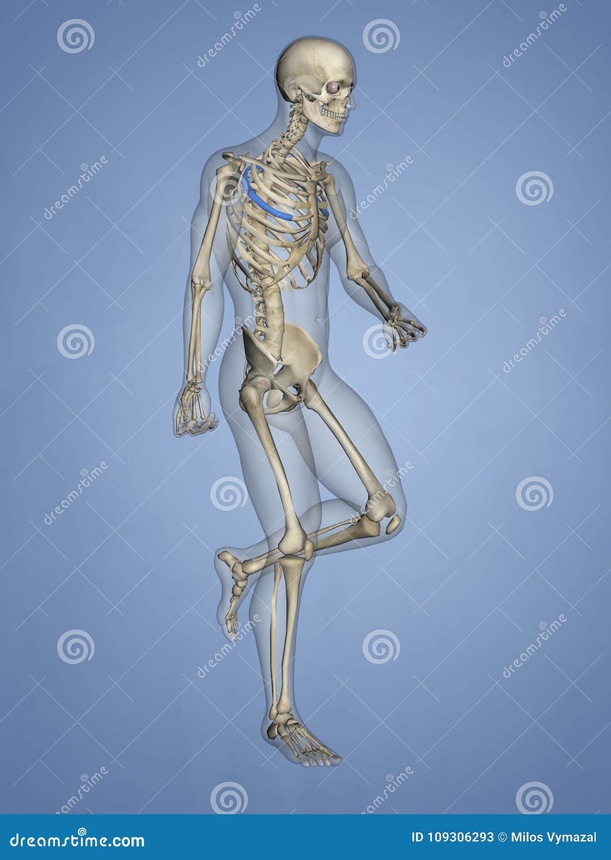 Fourth Rib, Rib Cage, 3D Model Stock Illustration - Illustration of ...