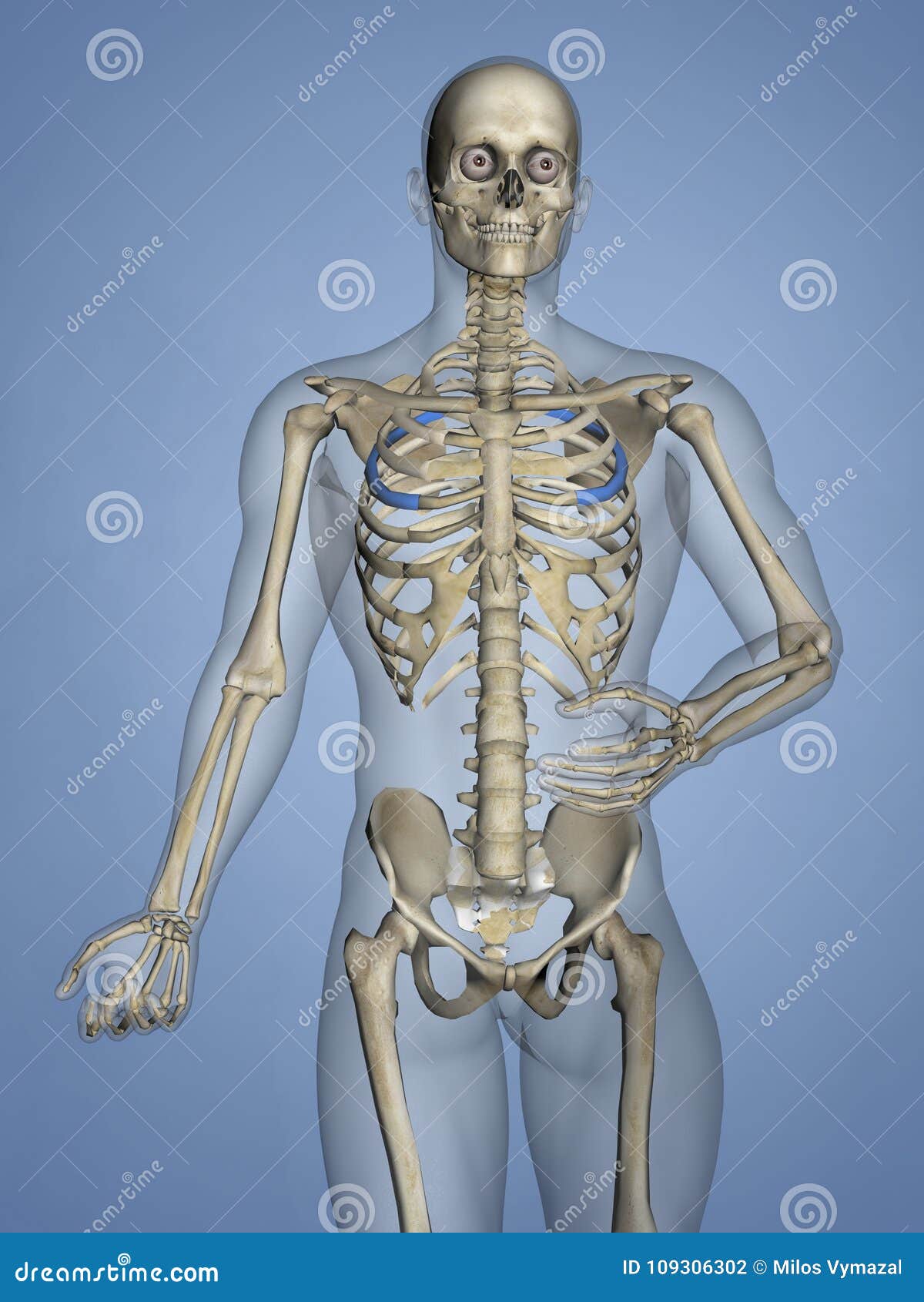 Fourth Rib, Rib Cage, 3D Model Stock Illustration - Illustration of ...