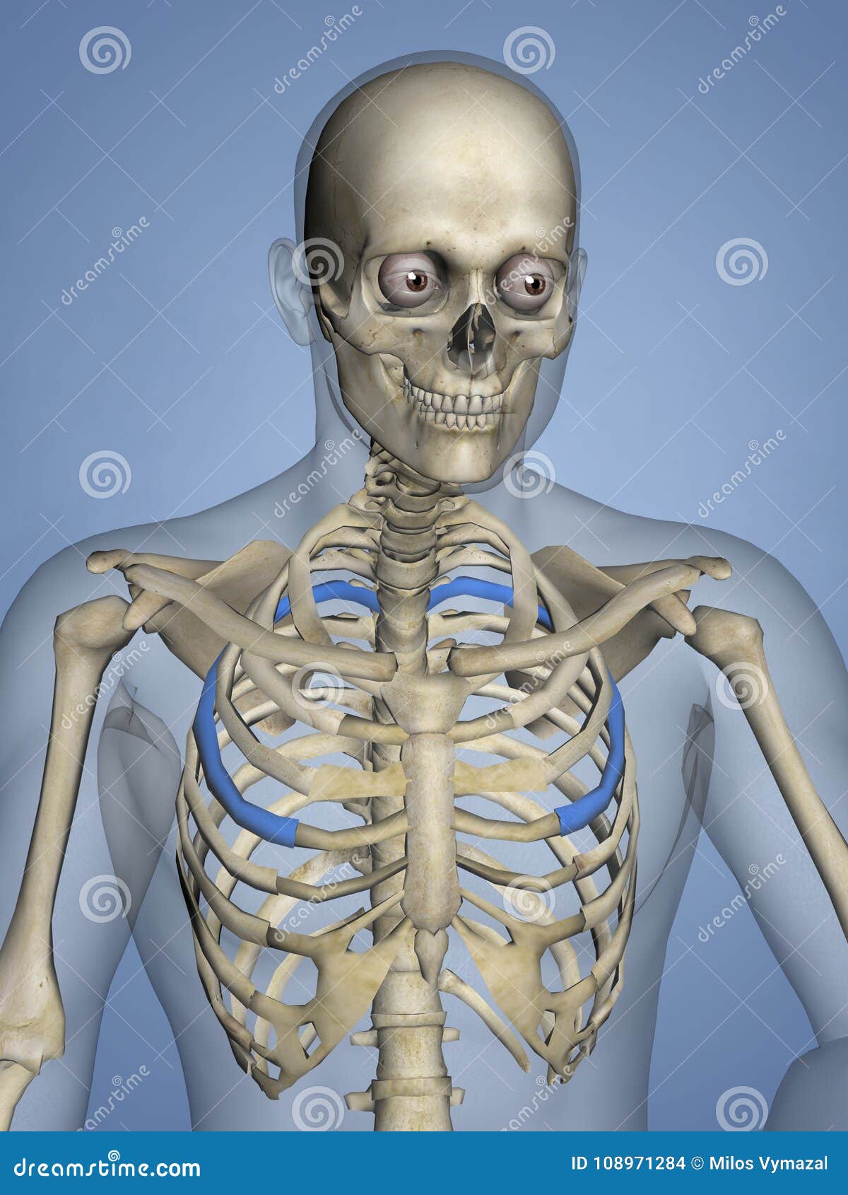 Fourth Rib, Rib Cage, 3D Model Stock Illustration - Illustration of ...