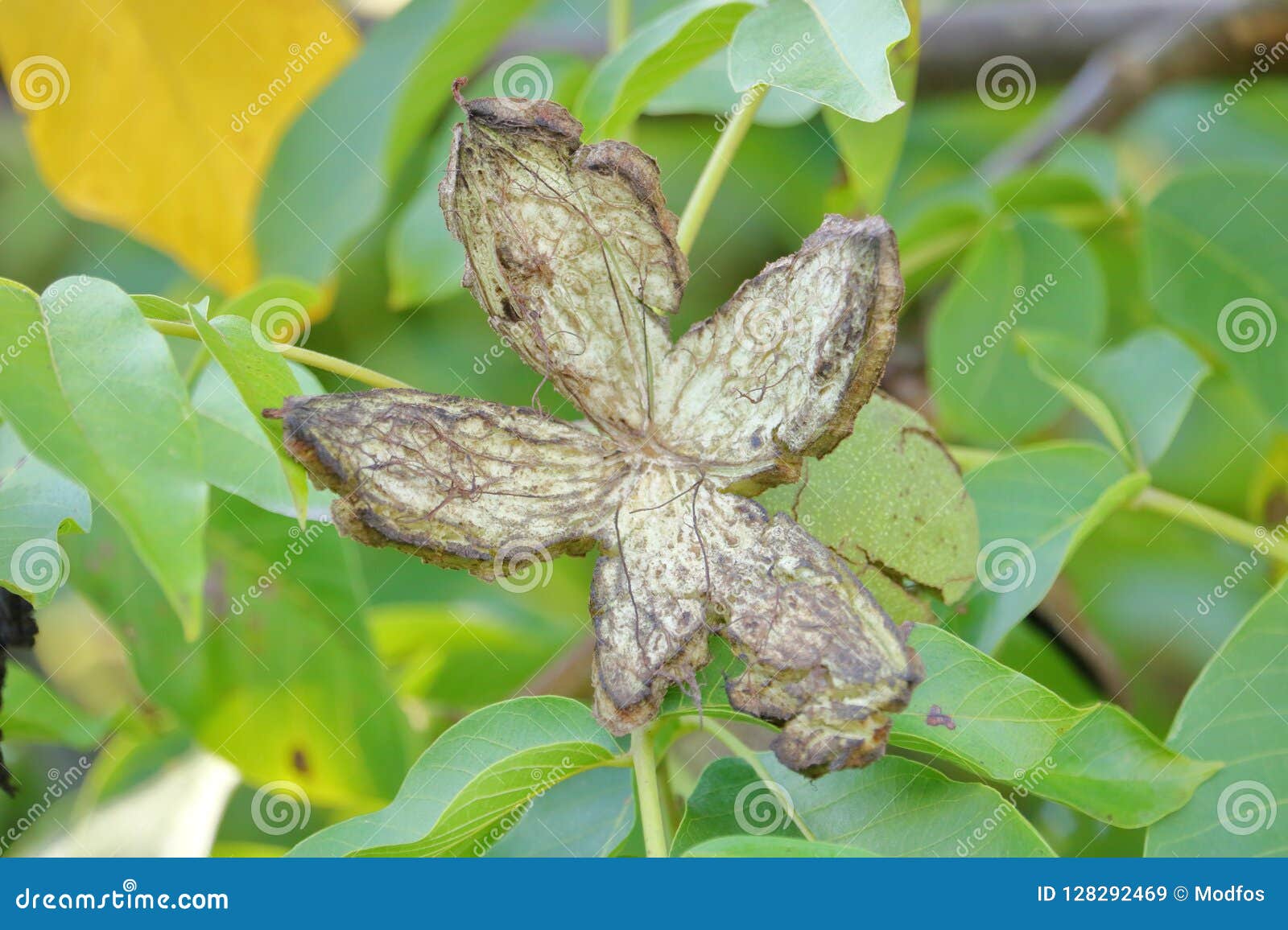 Fourth Stage of the Hazelnut Ripening Stock Image - Image of fourth ...