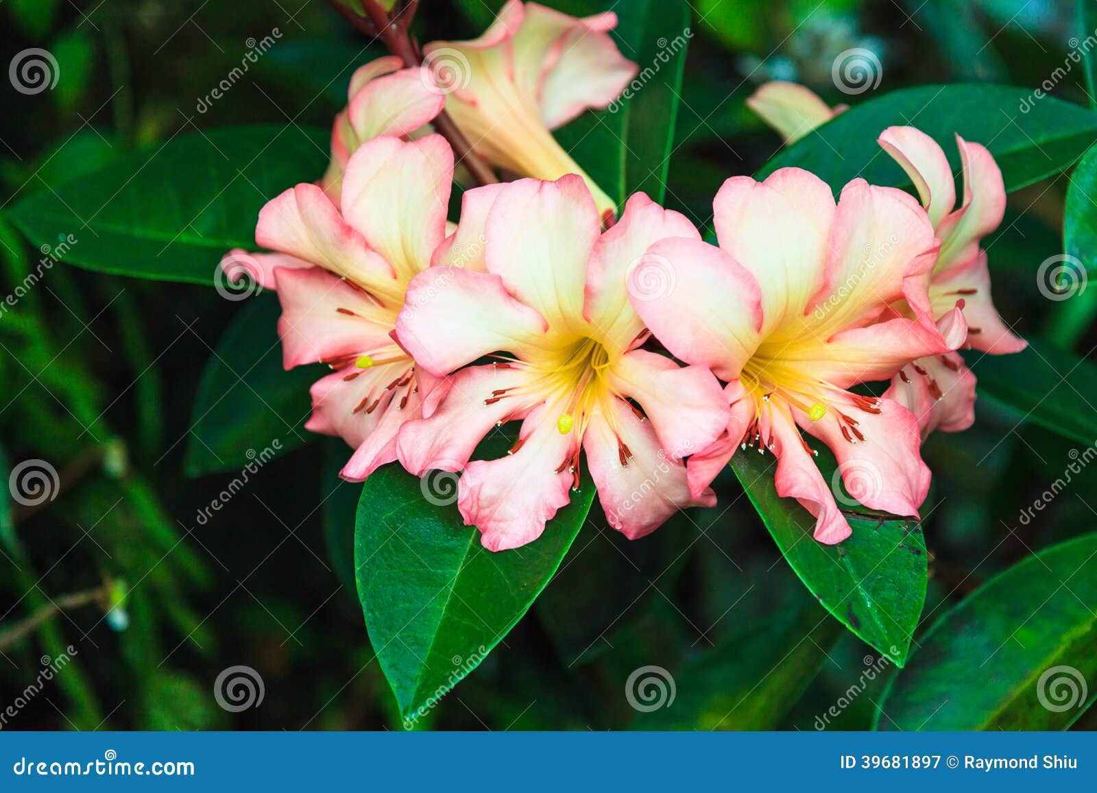 Fower stock image. Image of flowers, purple, flora, tropical - 39681897
