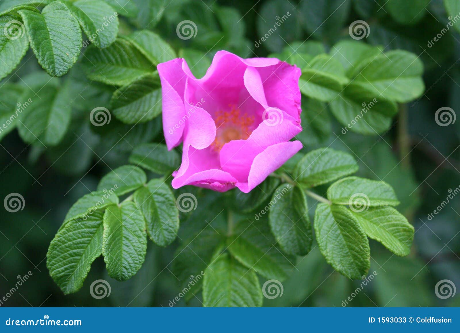 Fower Color De Rosa Del Perro Imagen de archivo - Imagen de flora ...