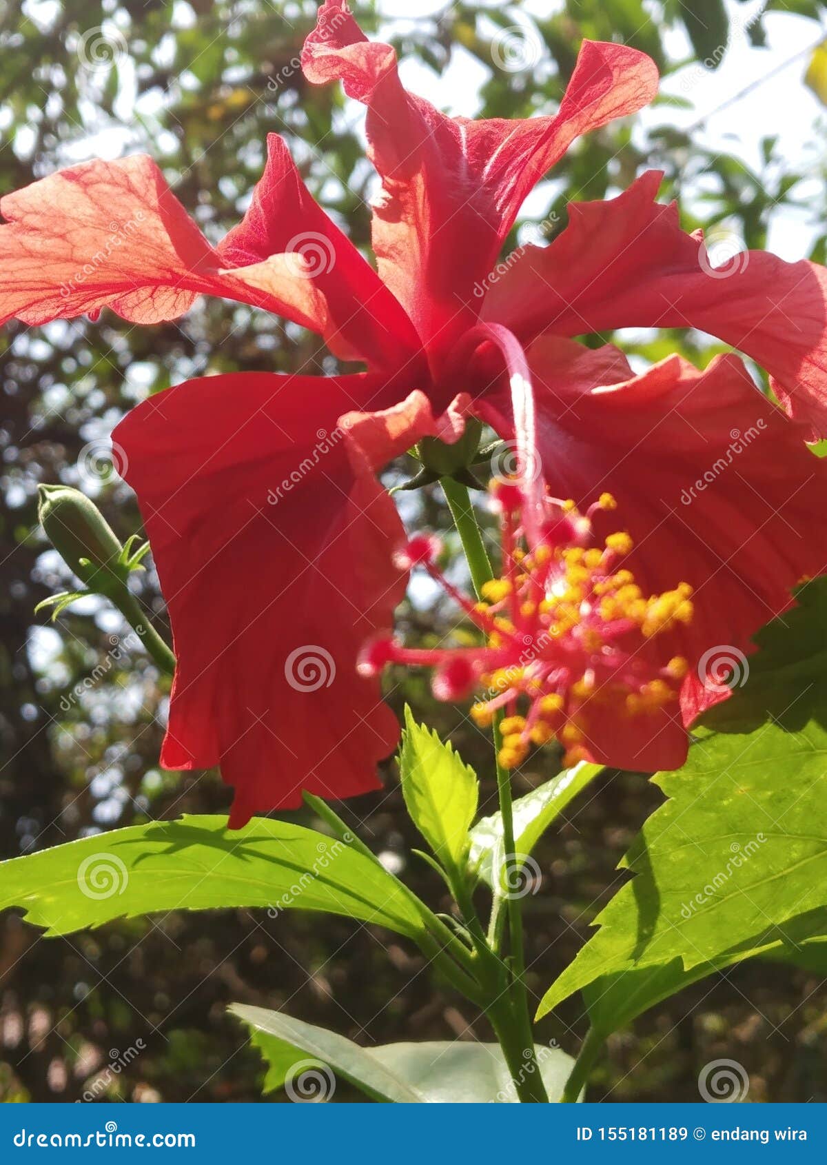 Fower Stock Photos - Download 1,031 Royalty Free Photos