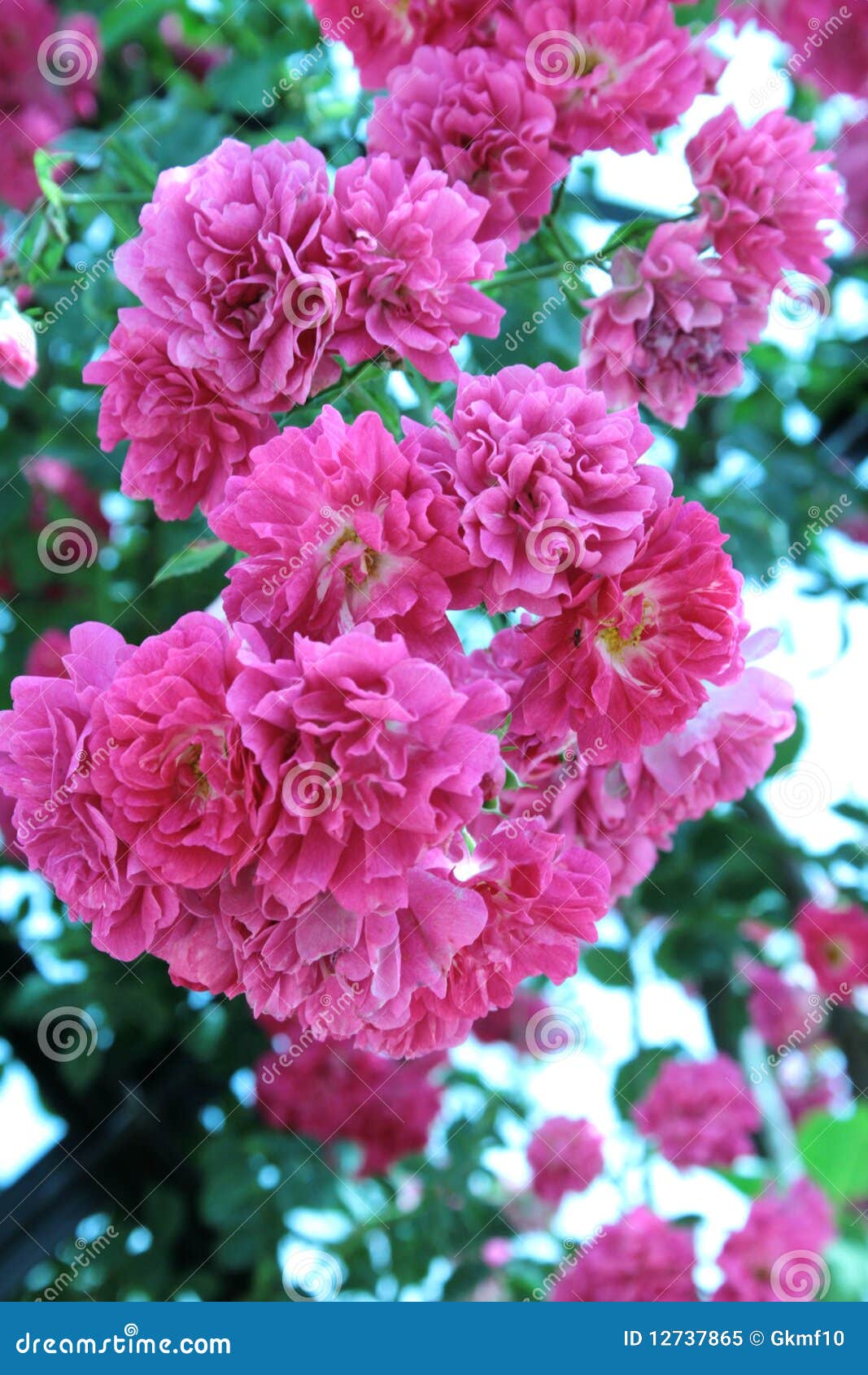 Fowers of roses stock image. Image of park, rozy, shrub - 12737865