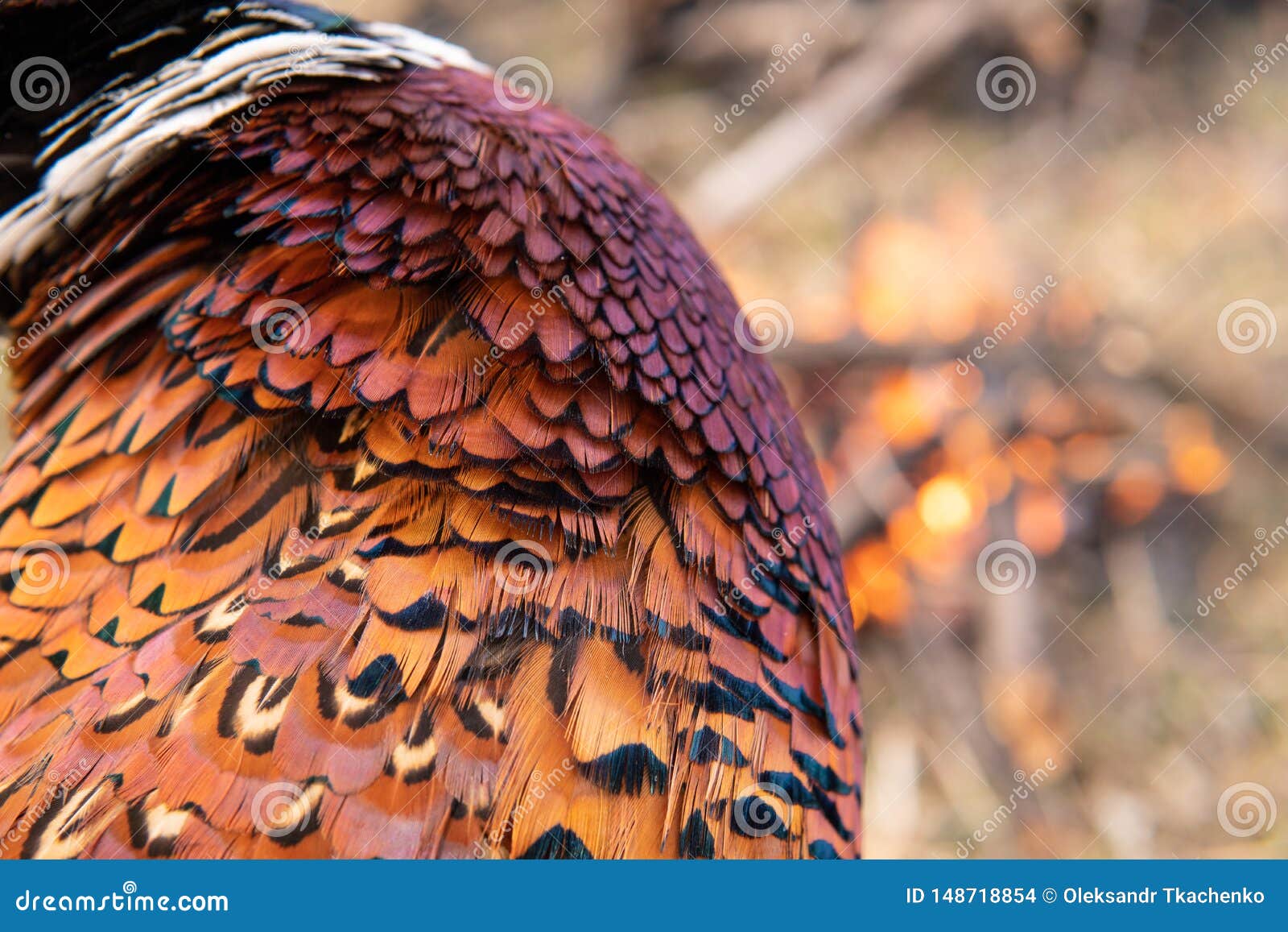 Fowl Preparing, Hunting Theme. Breast of Pheasant Fowl Outdoor Stock ...