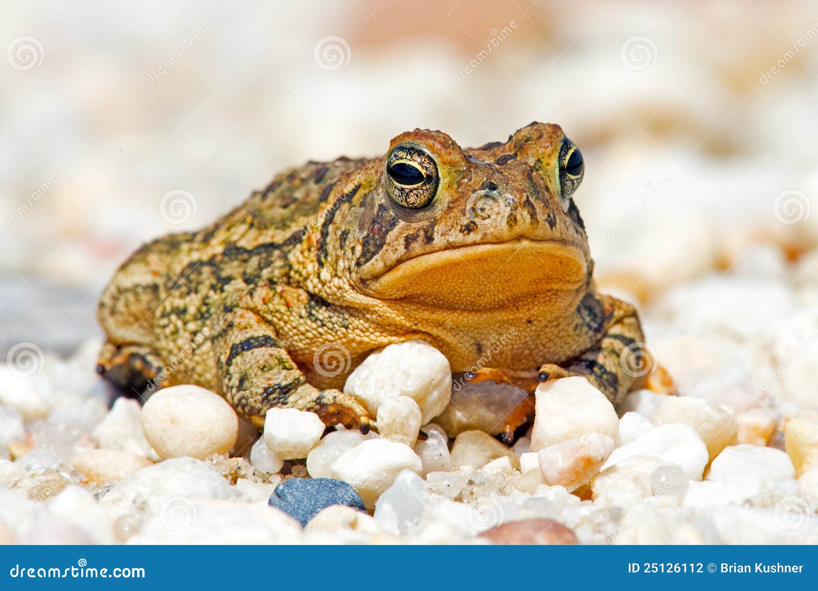 Fowler s Toad stock photo. Image of croak, road, bufo - 25126112
