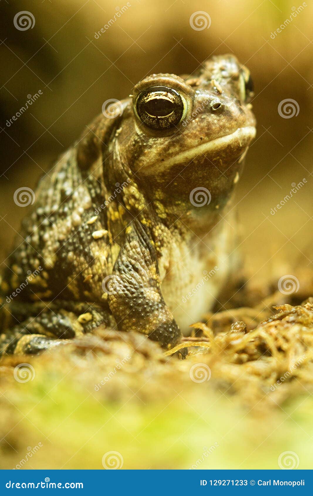 Fowler`s Toad stock image. Image of amphibian, wild - 129271233