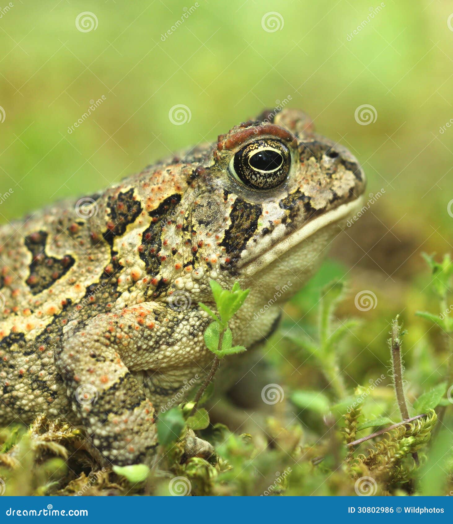 Fowler s Toad stock photo. Image of terrestrial, fowlers - 30802986