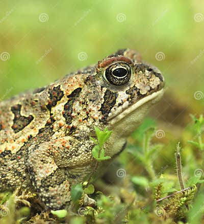 Fowler s Toad stock photo. Image of terrestrial, fowlers - 30802986
