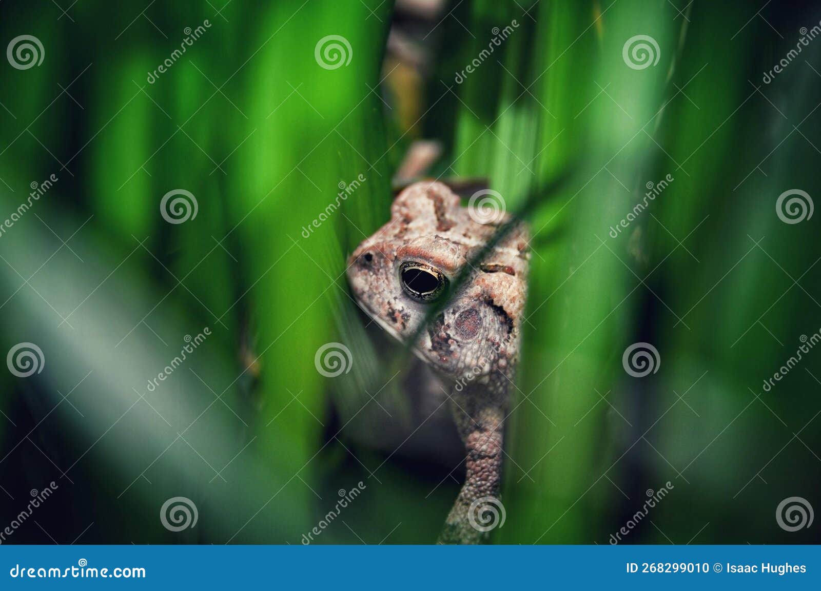 Fowler S Toad Hiding in the Reeds. Stock Photo - Image of toad, green ...