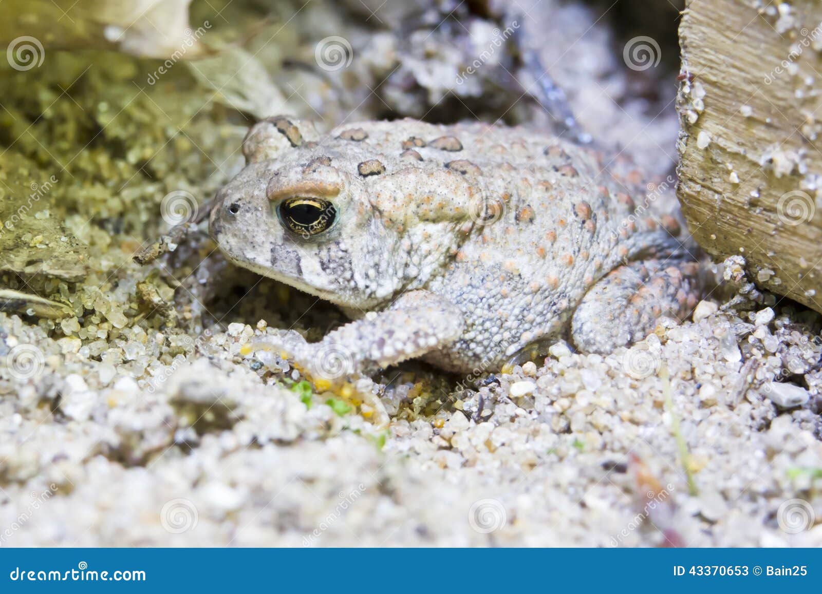 Fowler s Toad stock image. Image of garden, amphibian - 43370653