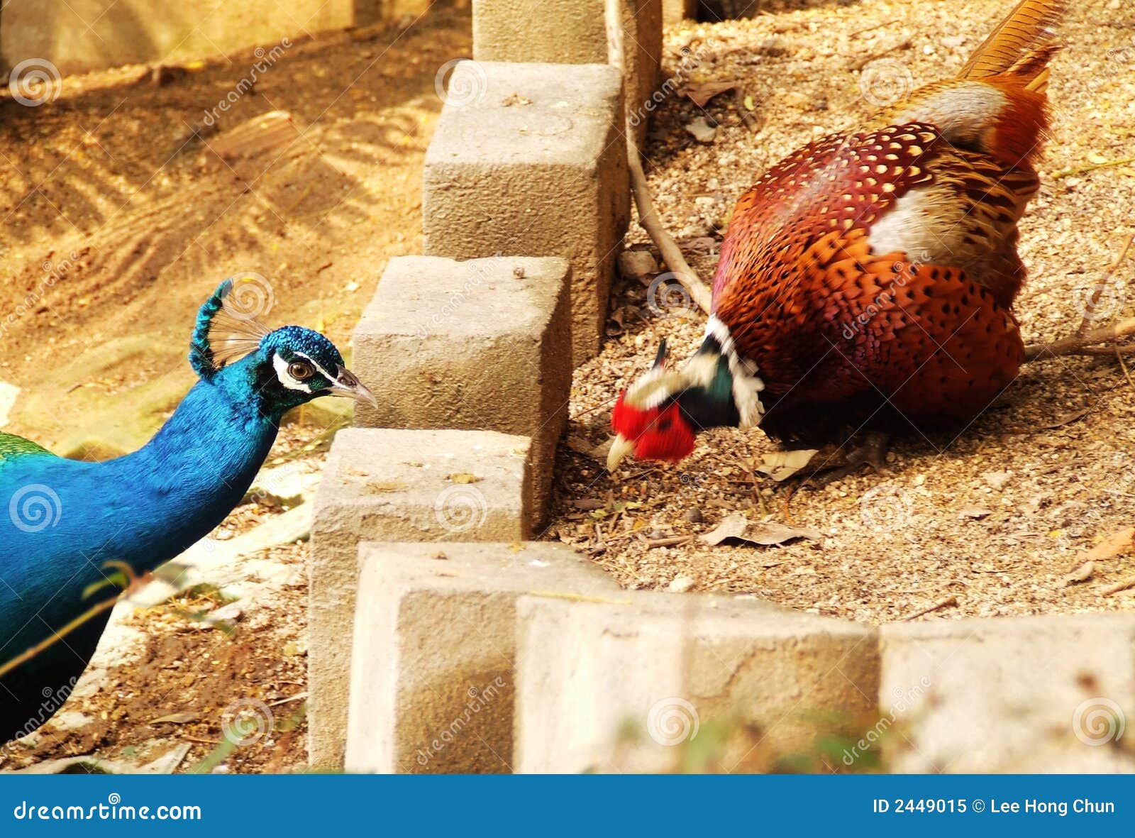 Fowls stock image. Image of peacock, turquoise, chicken - 2449015