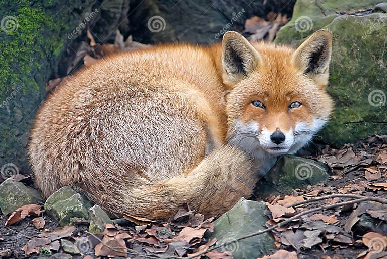 Fox 1 stock image. Image of sharp, claw, look, tail, ears - 4113245