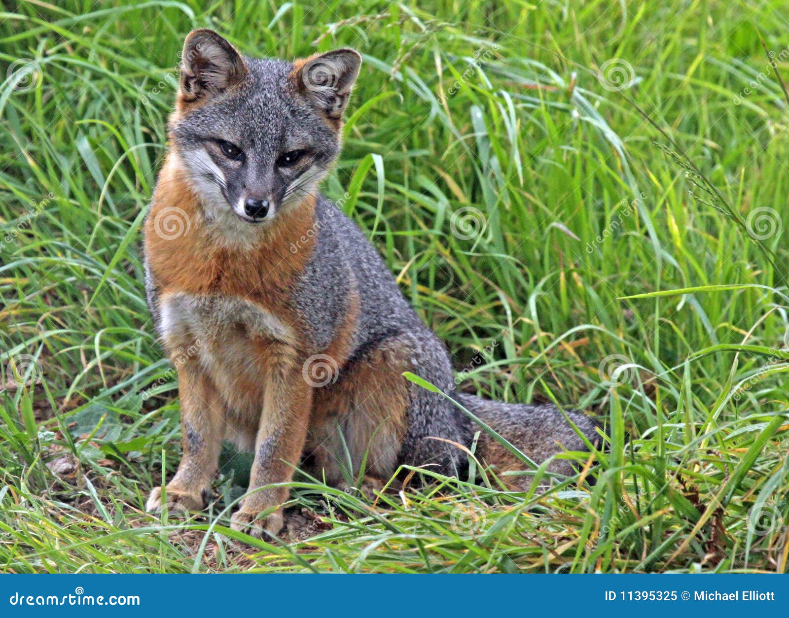 Fox stock image. Image of waiting, patient, sitting, gray - 11395325