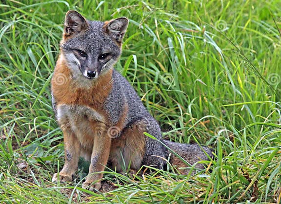 Fox stock image. Image of waiting, patient, sitting, gray - 11395325