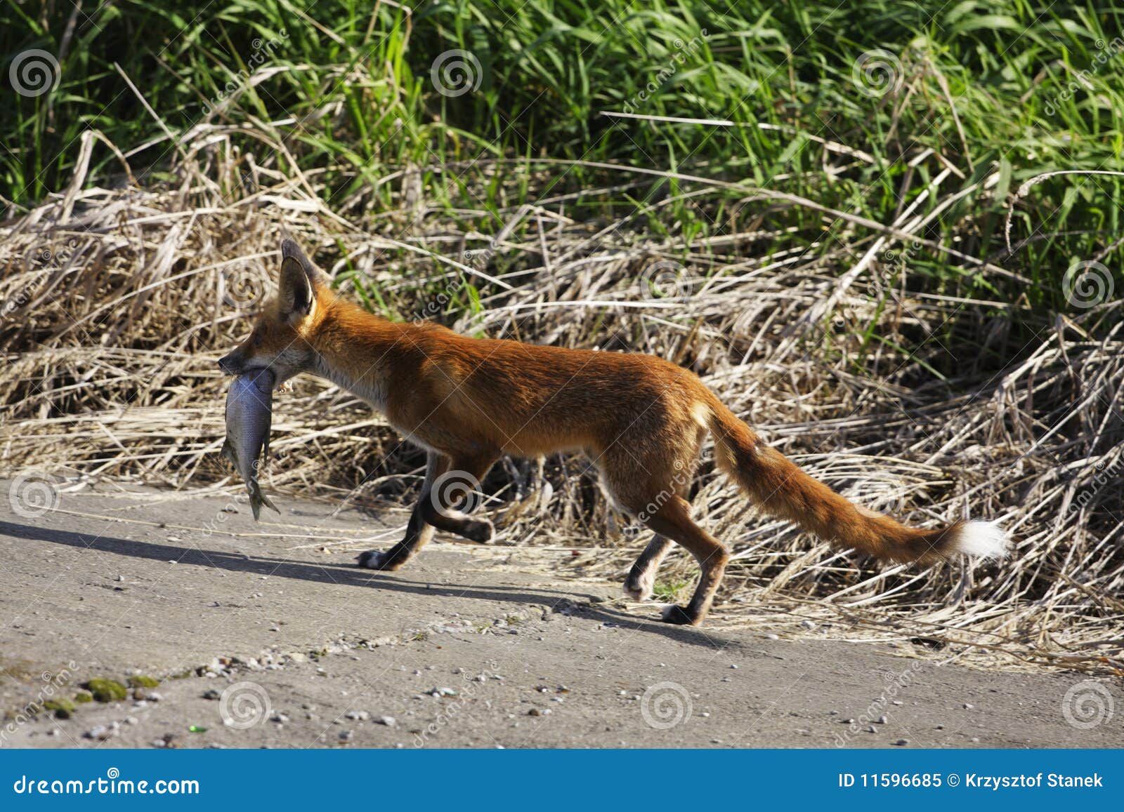 Fox stock image. Image of predator, wildlife, fish, nature - 11596685
