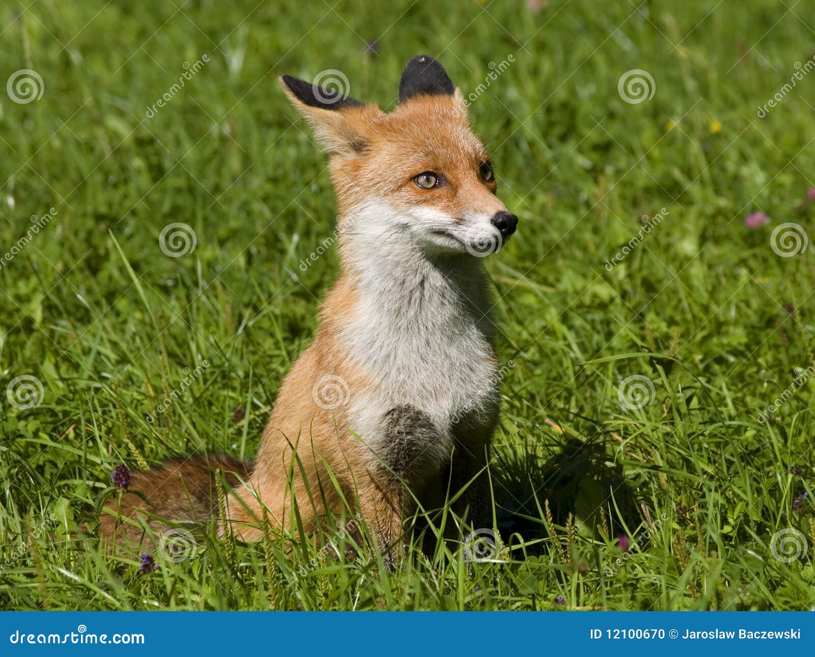 Fox stock photo. Image of animals, wildlife, field, countryside - 12100670