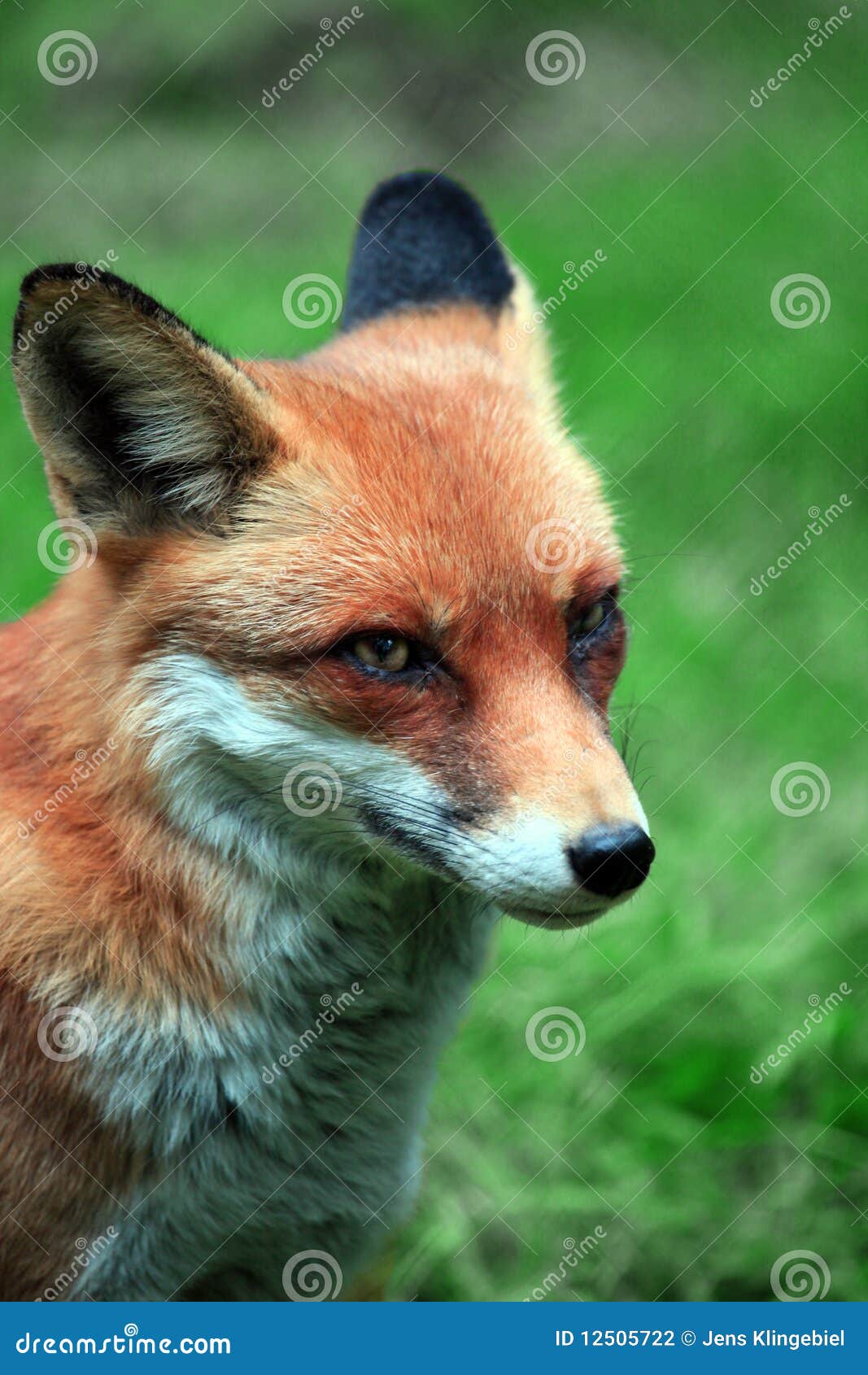 Fox stock photo. Image of look, innocent, care, green - 12505722