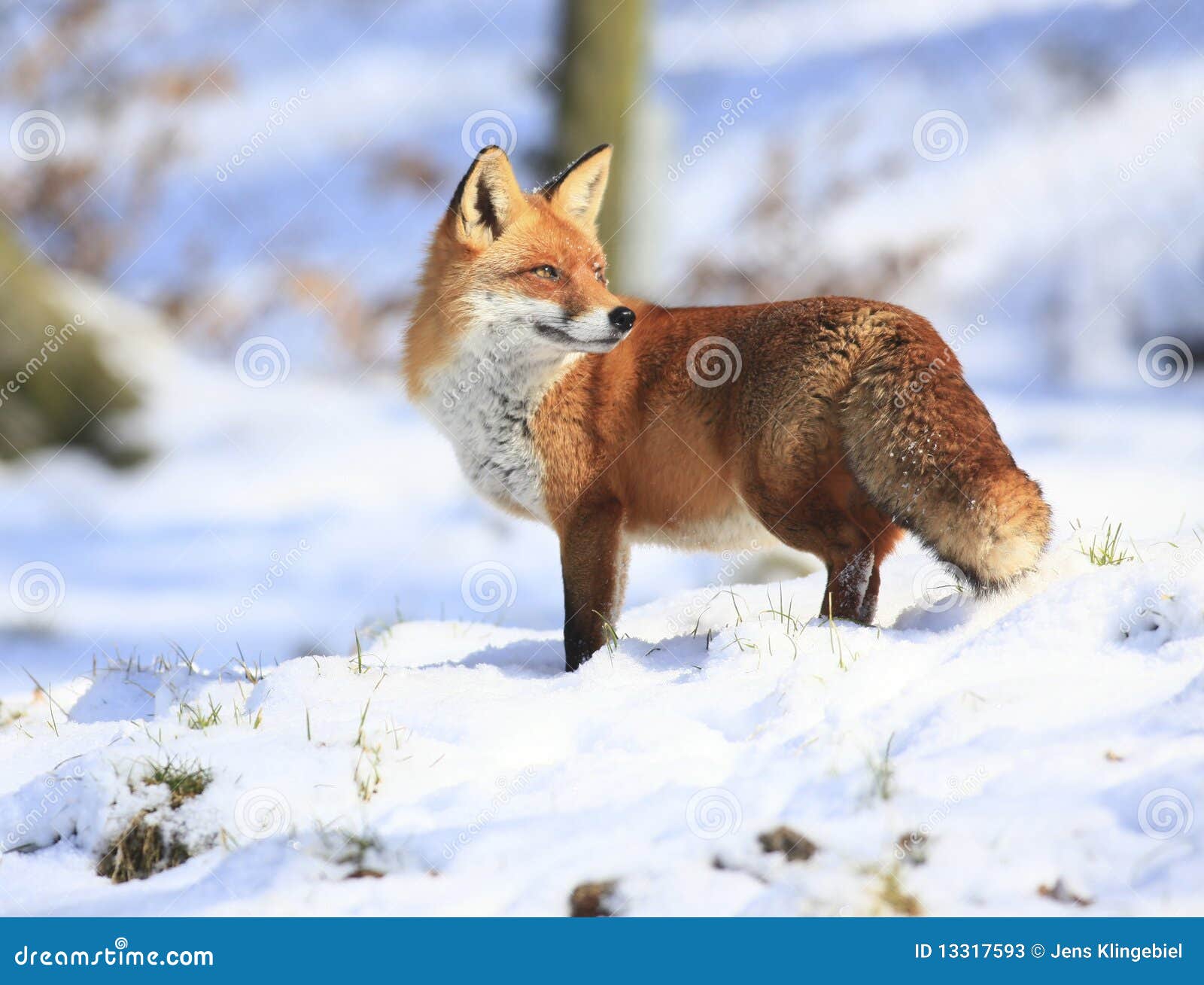 Fox stock image. Image of wild, nature, danger, cold - 13317593