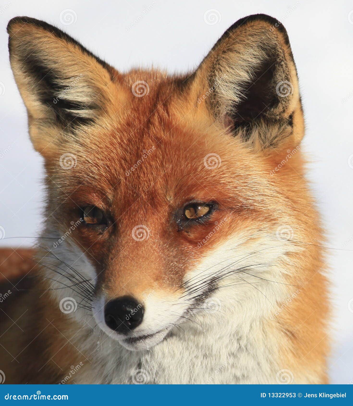 Fox stock image. Image of forest, wild, snow, nature - 13322953