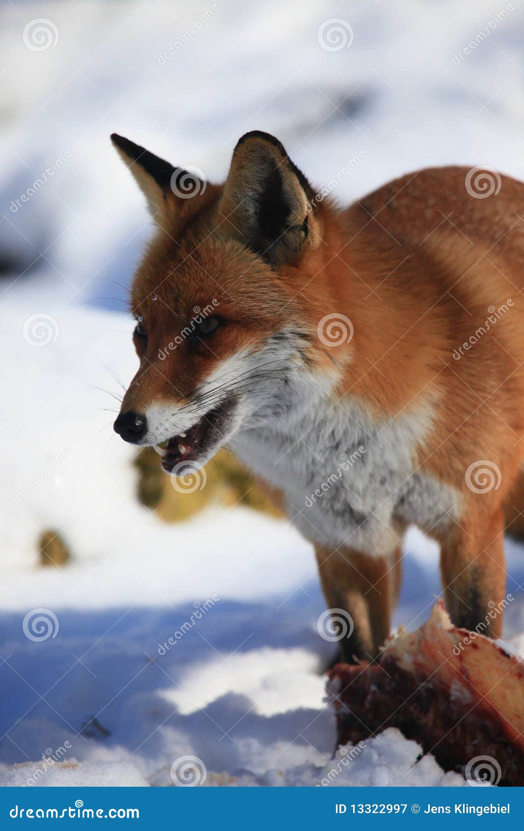 Fox stock image. Image of danger, cold, snow, wild, woods - 13322997