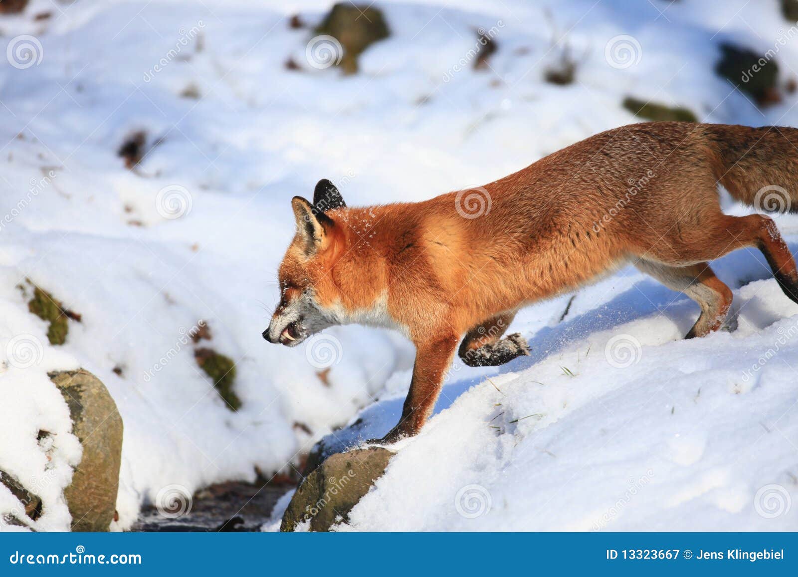 Fox stock image. Image of forest, cold, snow, danger - 13323667
