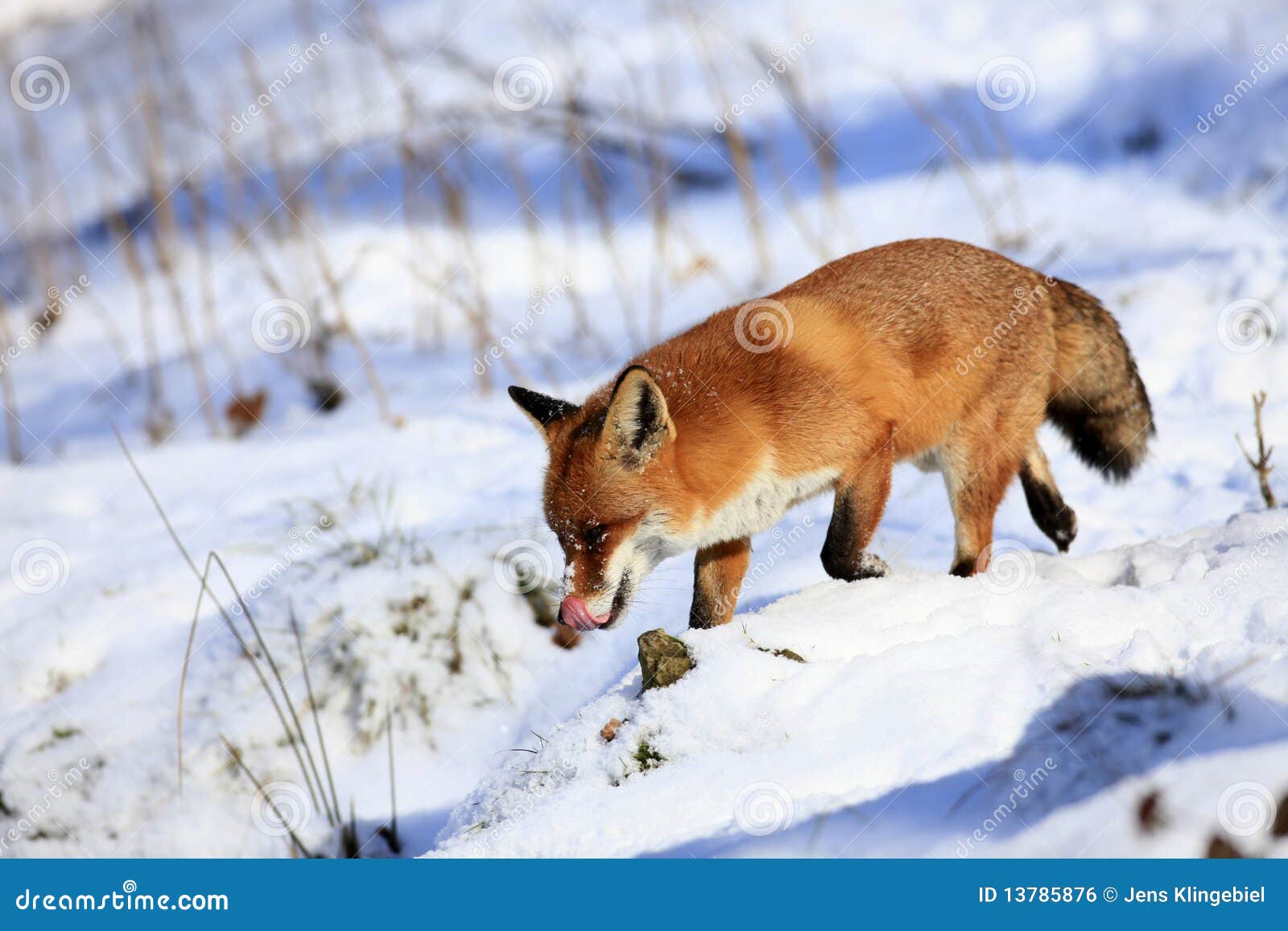 Fox stock photo. Image of forest, snow, winter, nature - 13785876