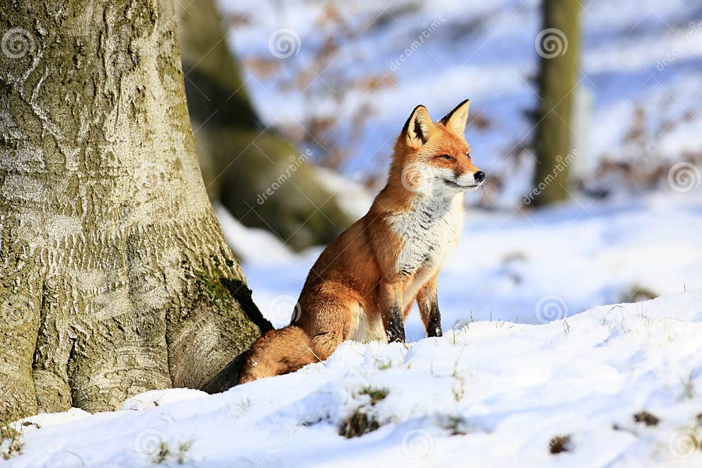 Fox stock photo. Image of fauna, freezing, nature, snout - 13786040