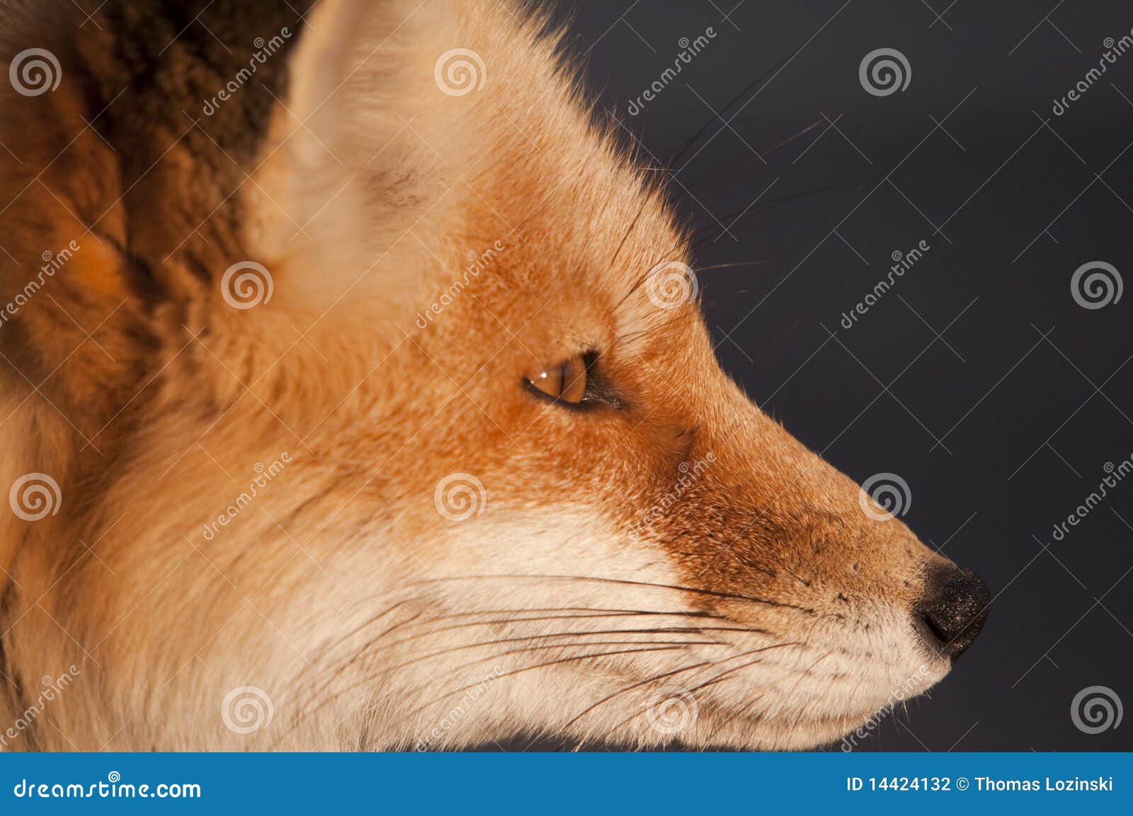 Fox stock photo. Image of animal, nature, fuzzy, wild - 14424132