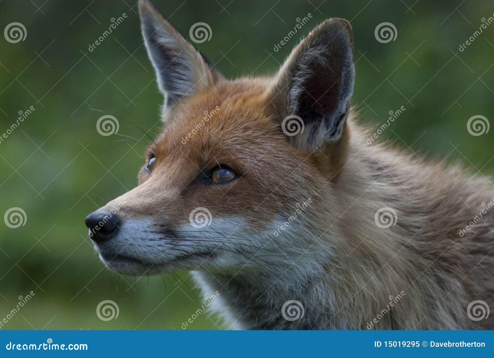 Fox stock image. Image of mammal, wild, european, europe - 15019295