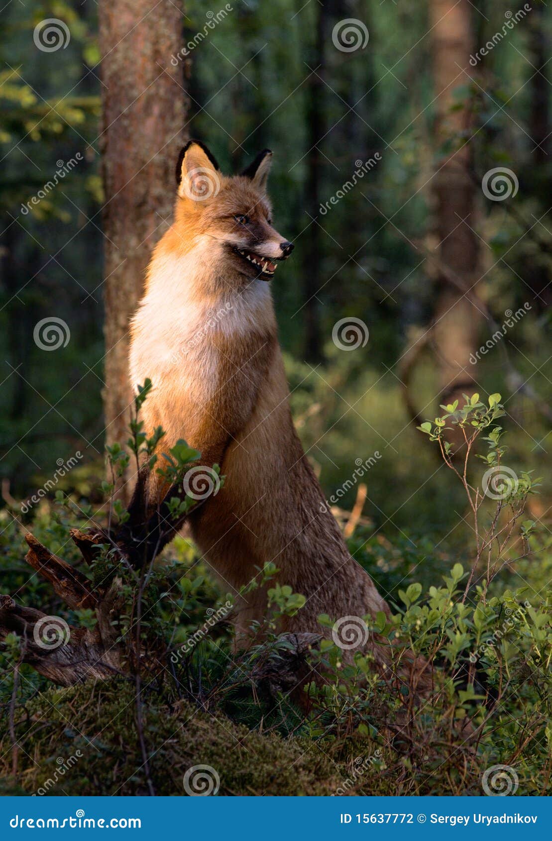 Disturbed Fox Stock Photos - Free & Royalty-Free Stock Photos from ...