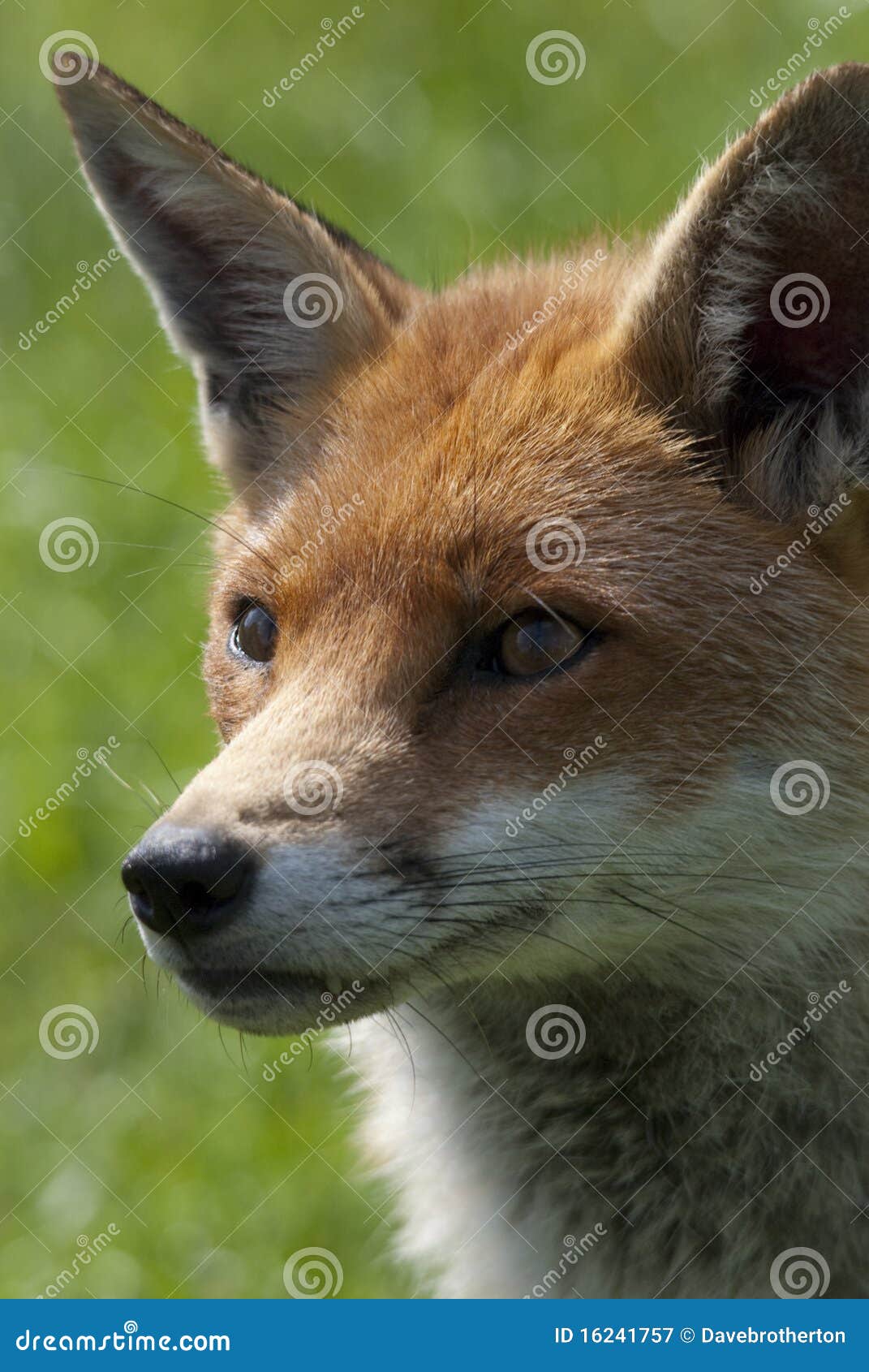 Fox stock image. Image of mammal, ears, europe, british - 16241757