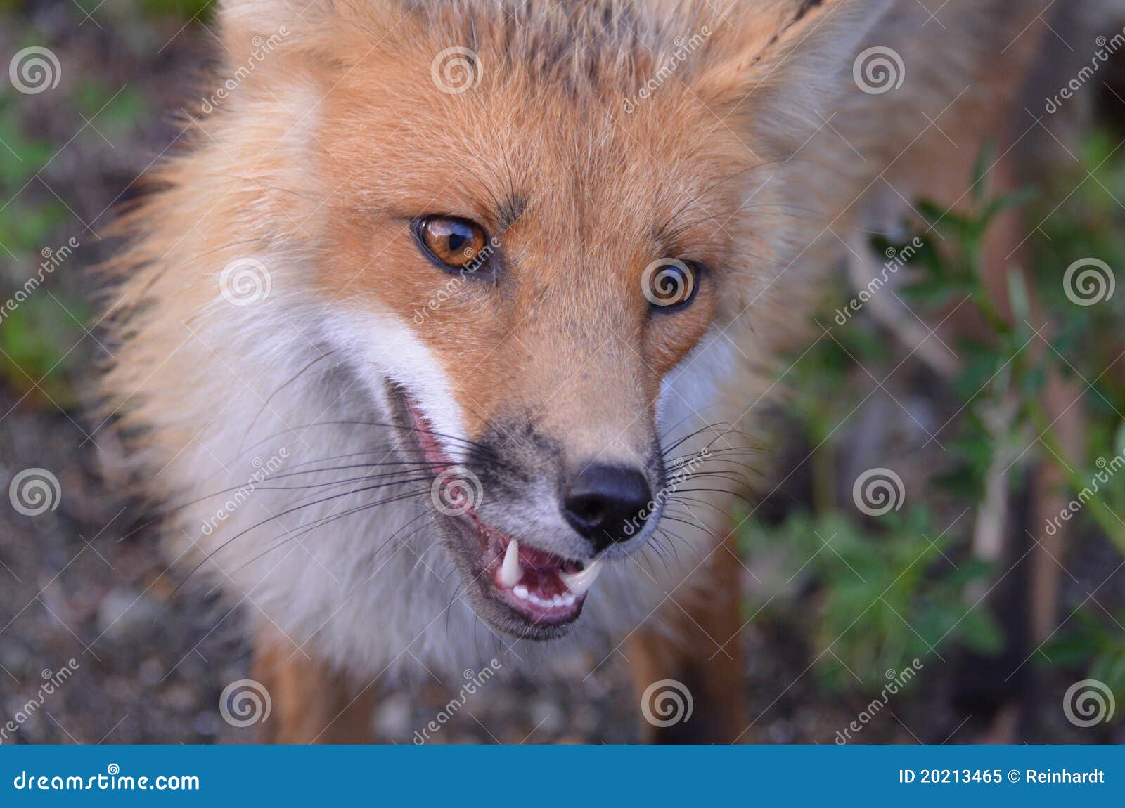 Fox stock image. Image of animal, outback, wild, natural - 20213465