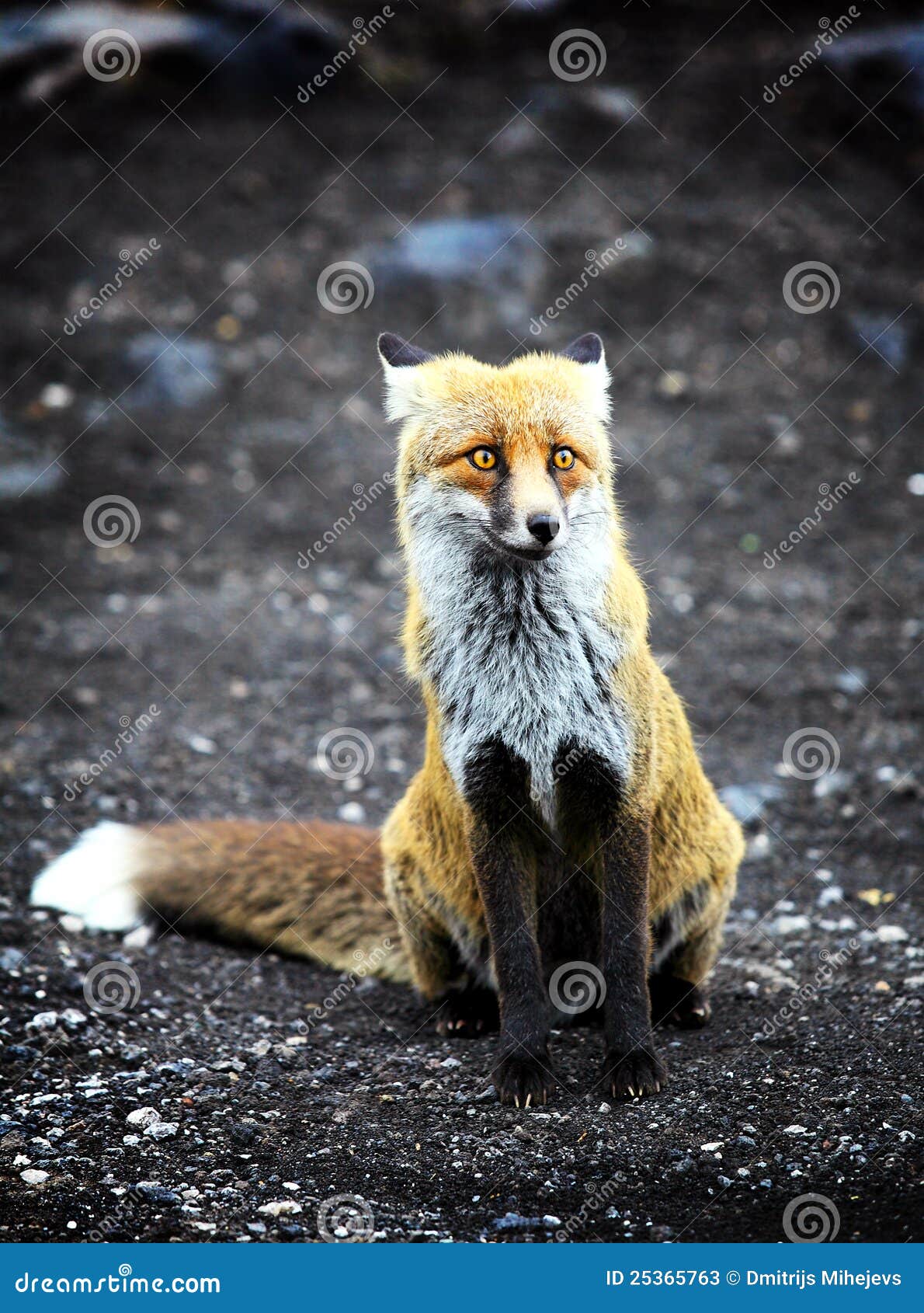 Fox stock image. Image of scared, furry, natural, predator - 25365763