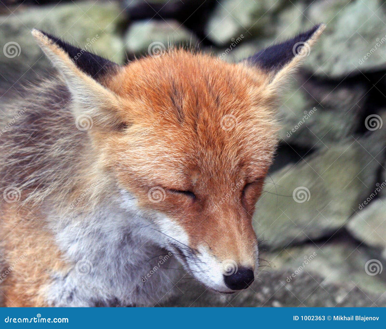 Fox 3 stock image. Image of small, legged, look, zoology - 1002363