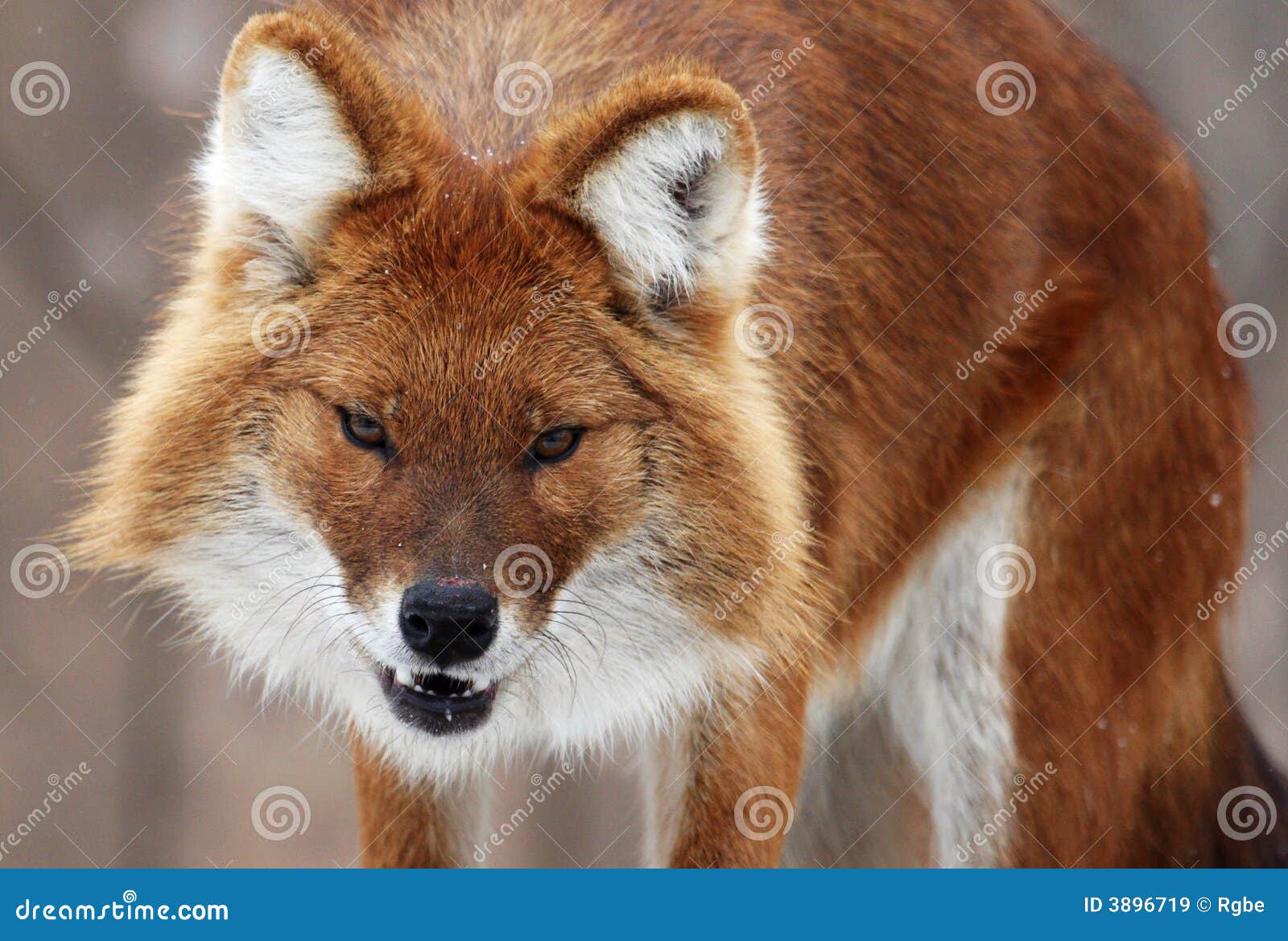 Fox stock image. Image of alone, face, cute, animal, wildlife - 3896719