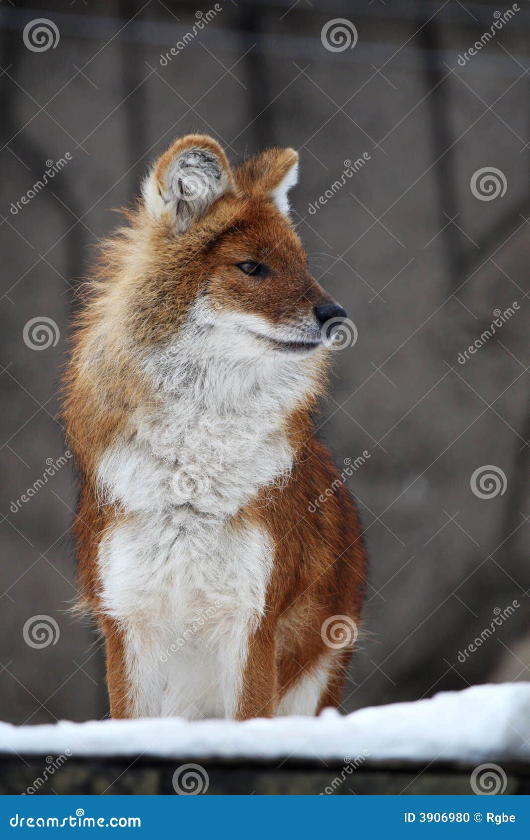 Fox stock photo. Image of animals, looking, cute, little - 3906980