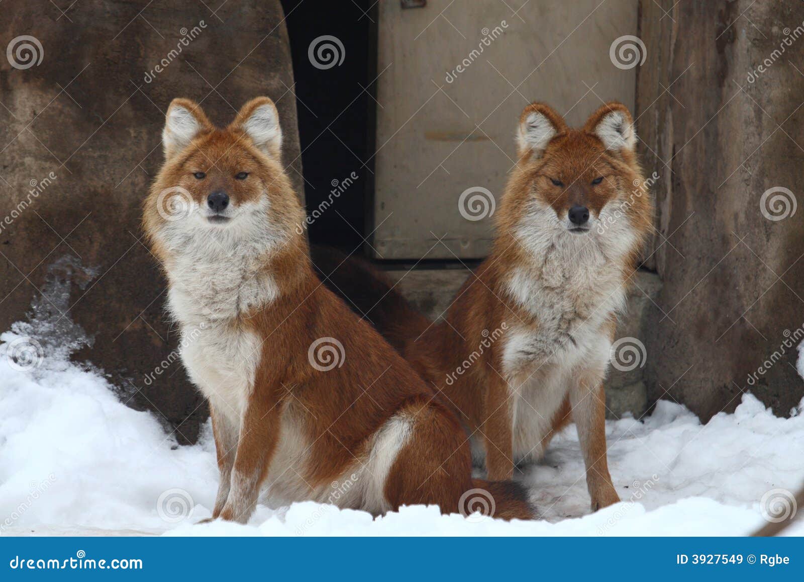 Fox stock image. Image of winter, door, stare, animal - 3927549