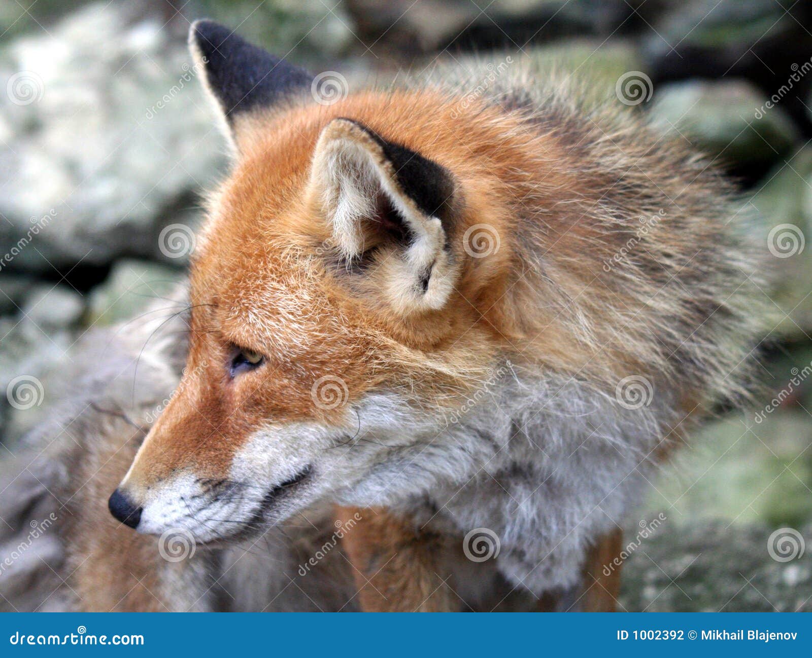 Fox 4 stock photo. Image of cage, furtive, keen, hole - 1002392