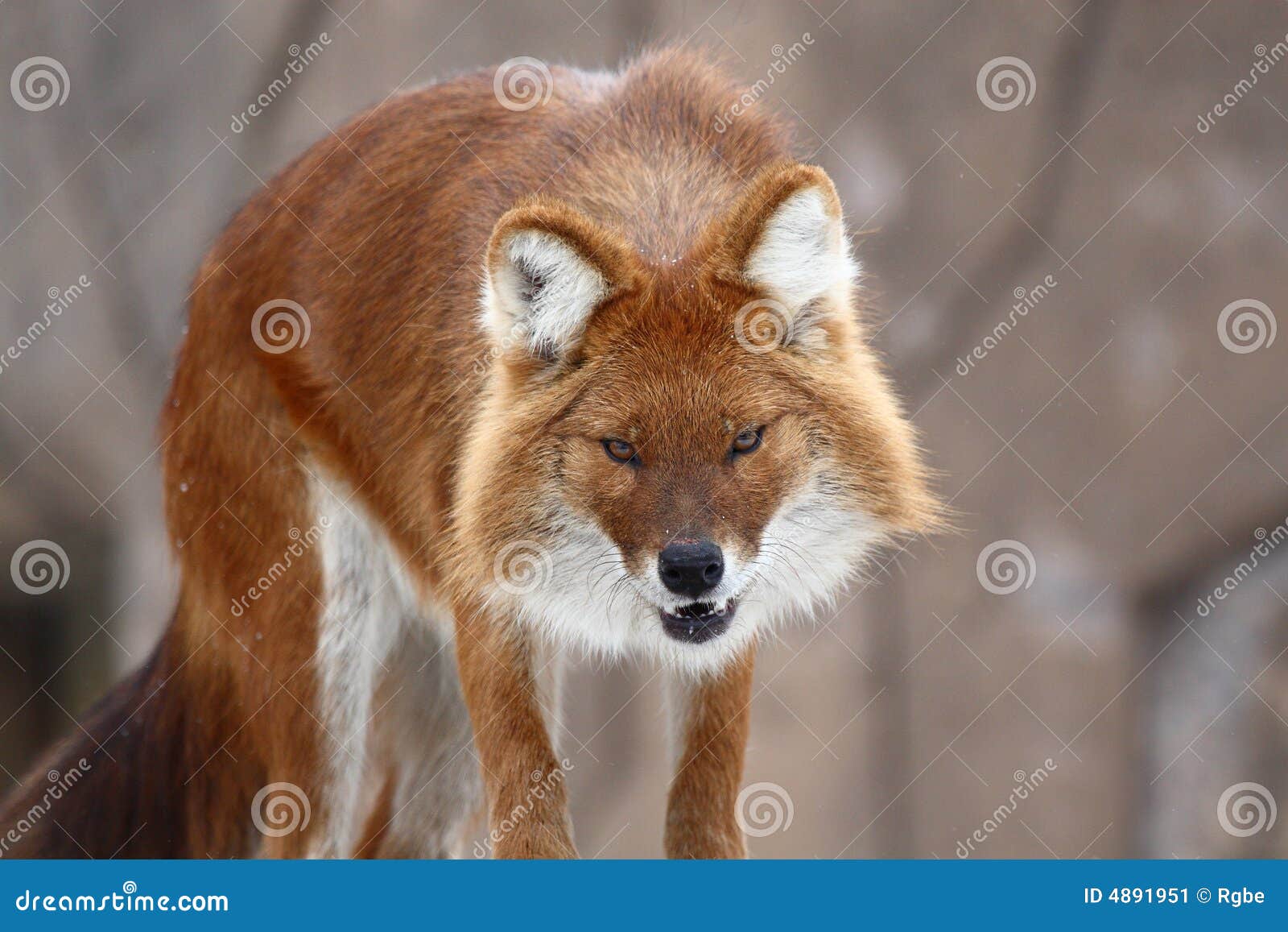 Fox stock image. Image of wildlife, winter, stare, cute - 4891951