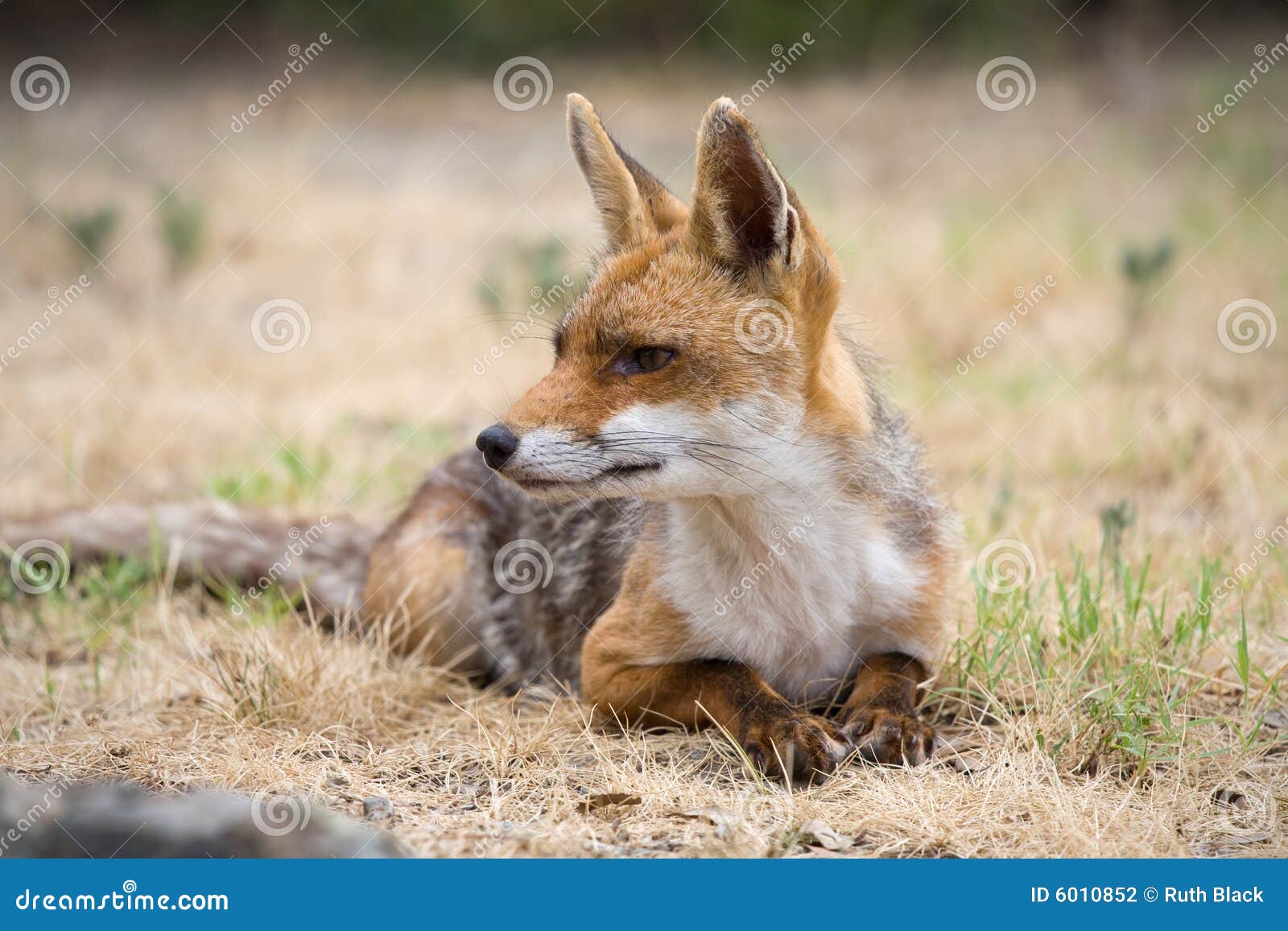 Fox stock photo. Image of carnivorous, watchful, vulpes - 6010852