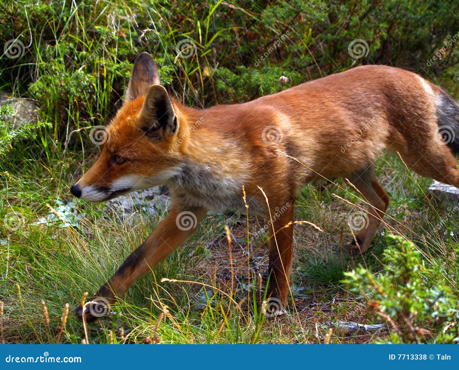 Fox stock photo. Image of reserve, nature, hair, meadow - 7713338