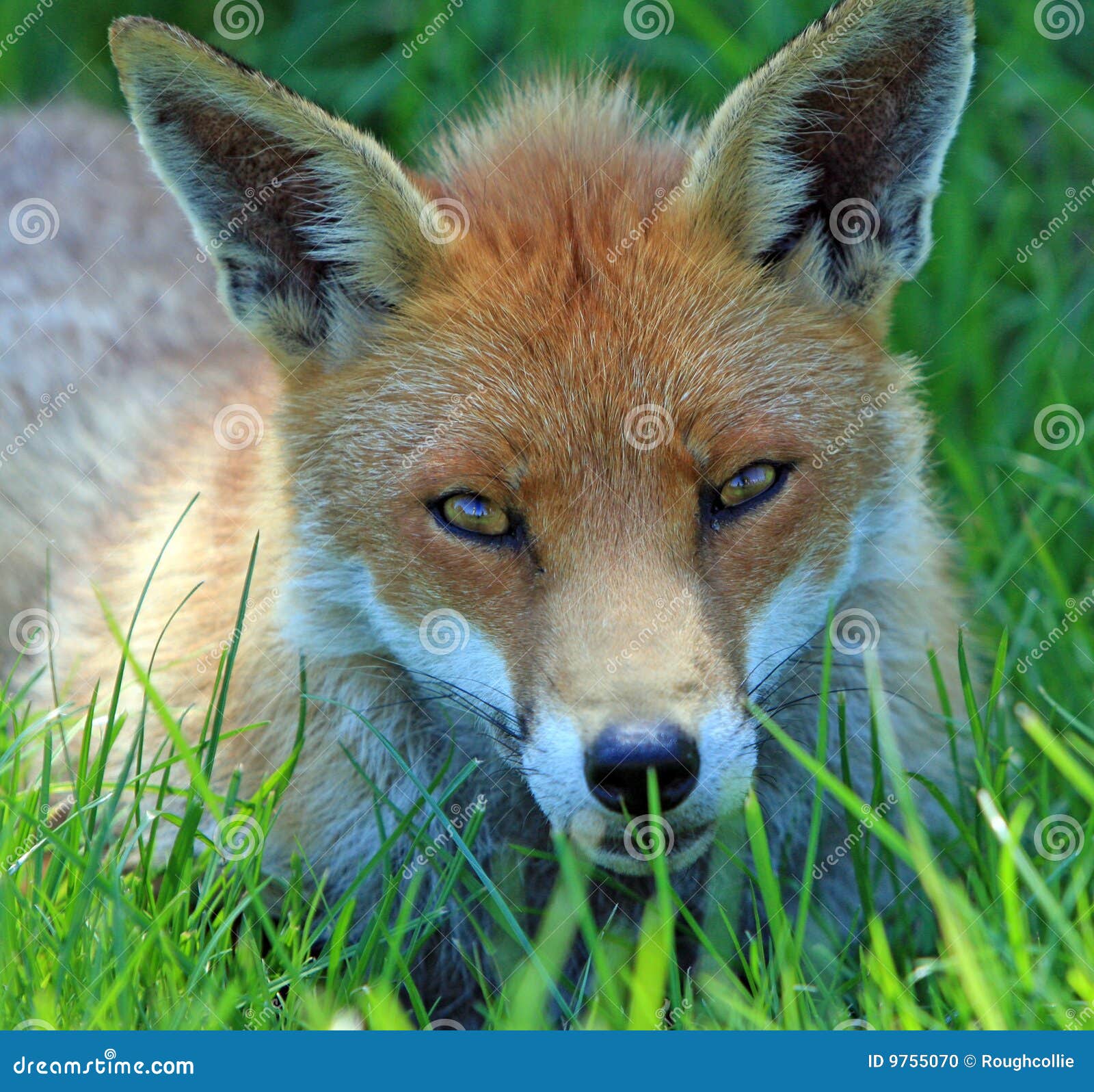 Fox stock photo. Image of mammal, relax, adaptable, devious - 9755070