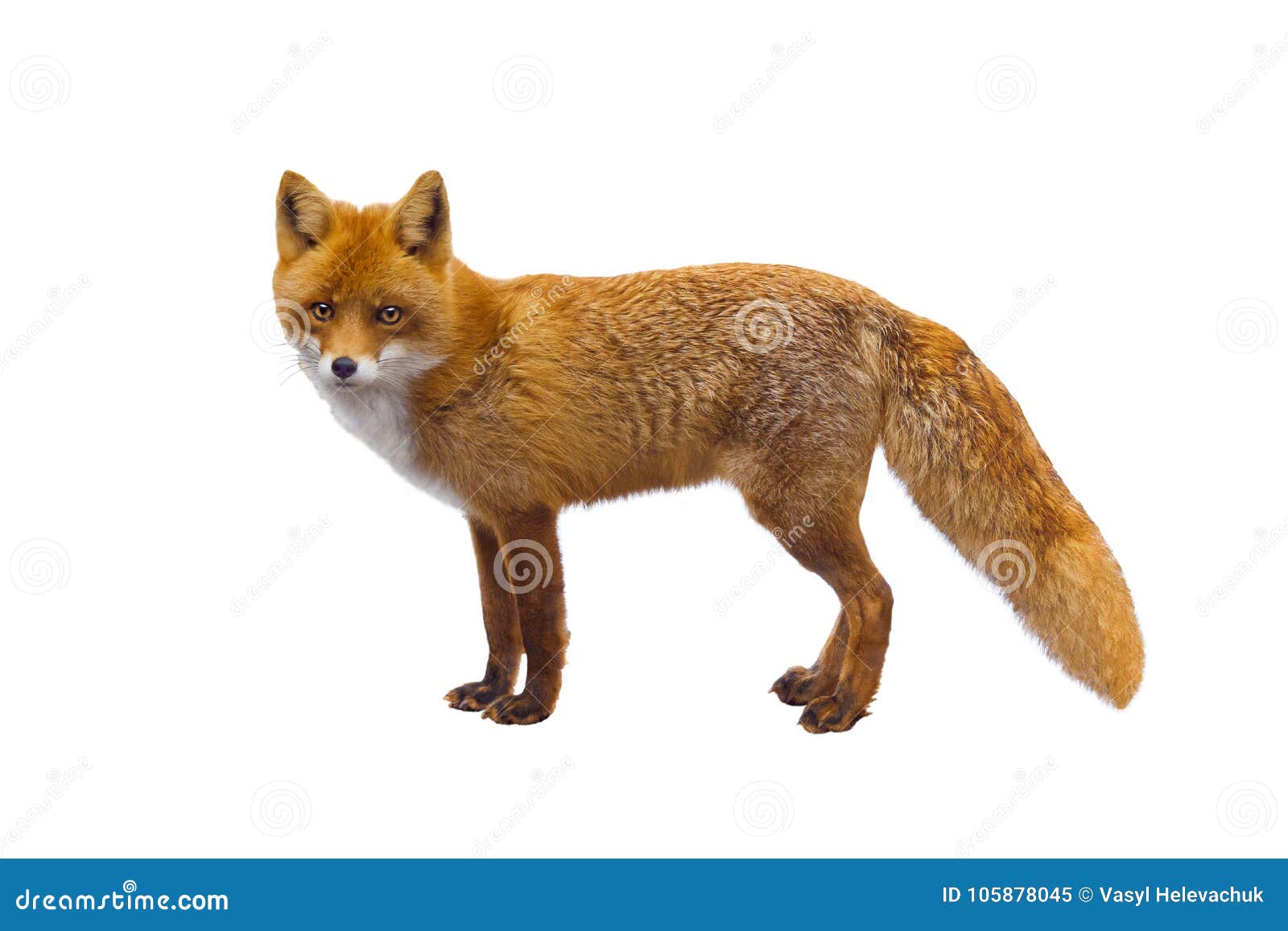 Fox aislado en un blanco imagen de archivo. Imagen de animal - 105878045