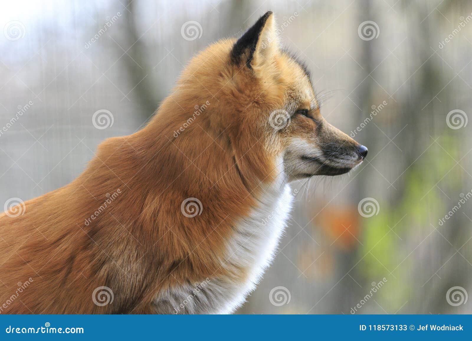 Fox in forest stock image. Image of nature, animal, predator - 118573133