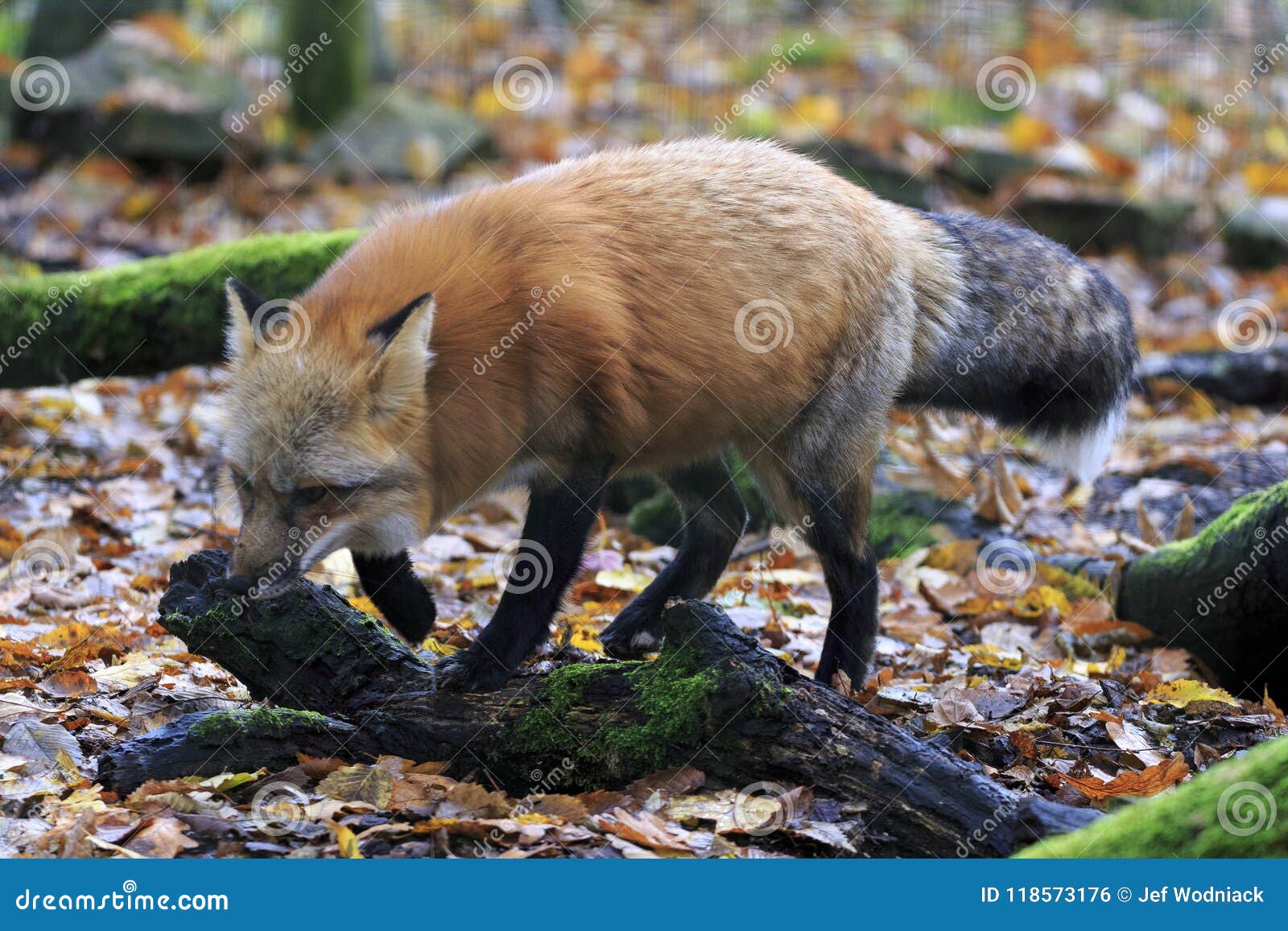 Fox in forest stock photo. Image of fashion, carnivore - 118573176