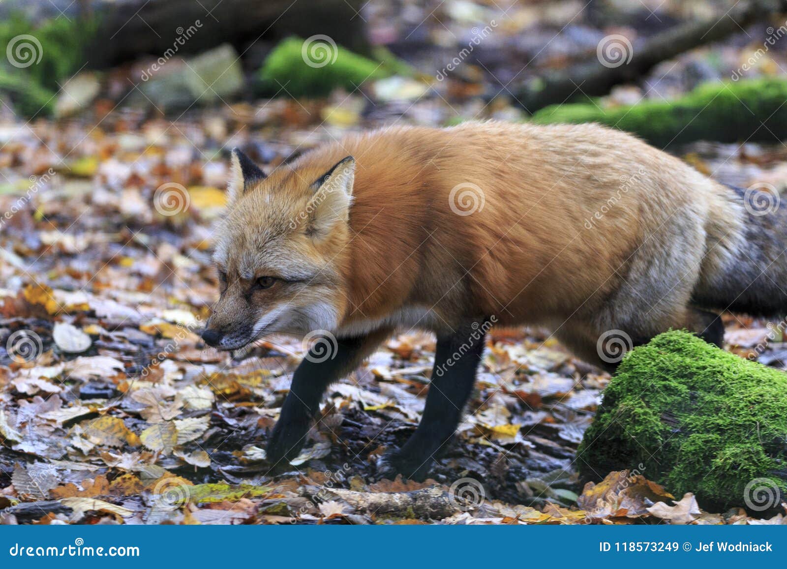 Fox in forest stock image. Image of person, beautiful - 118573249